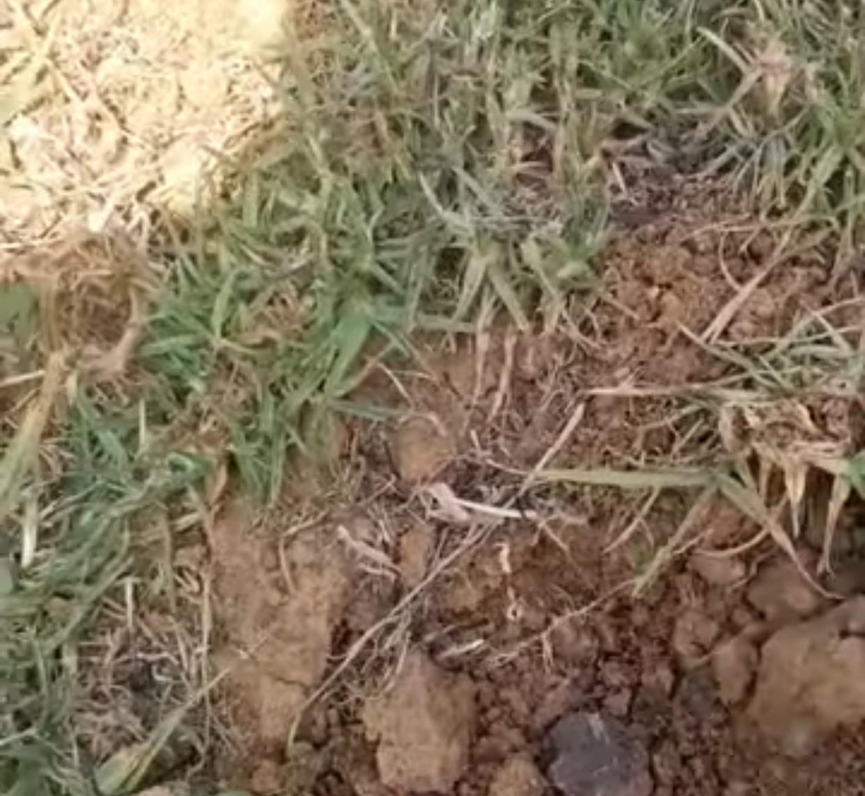 Native plants | Scrolller