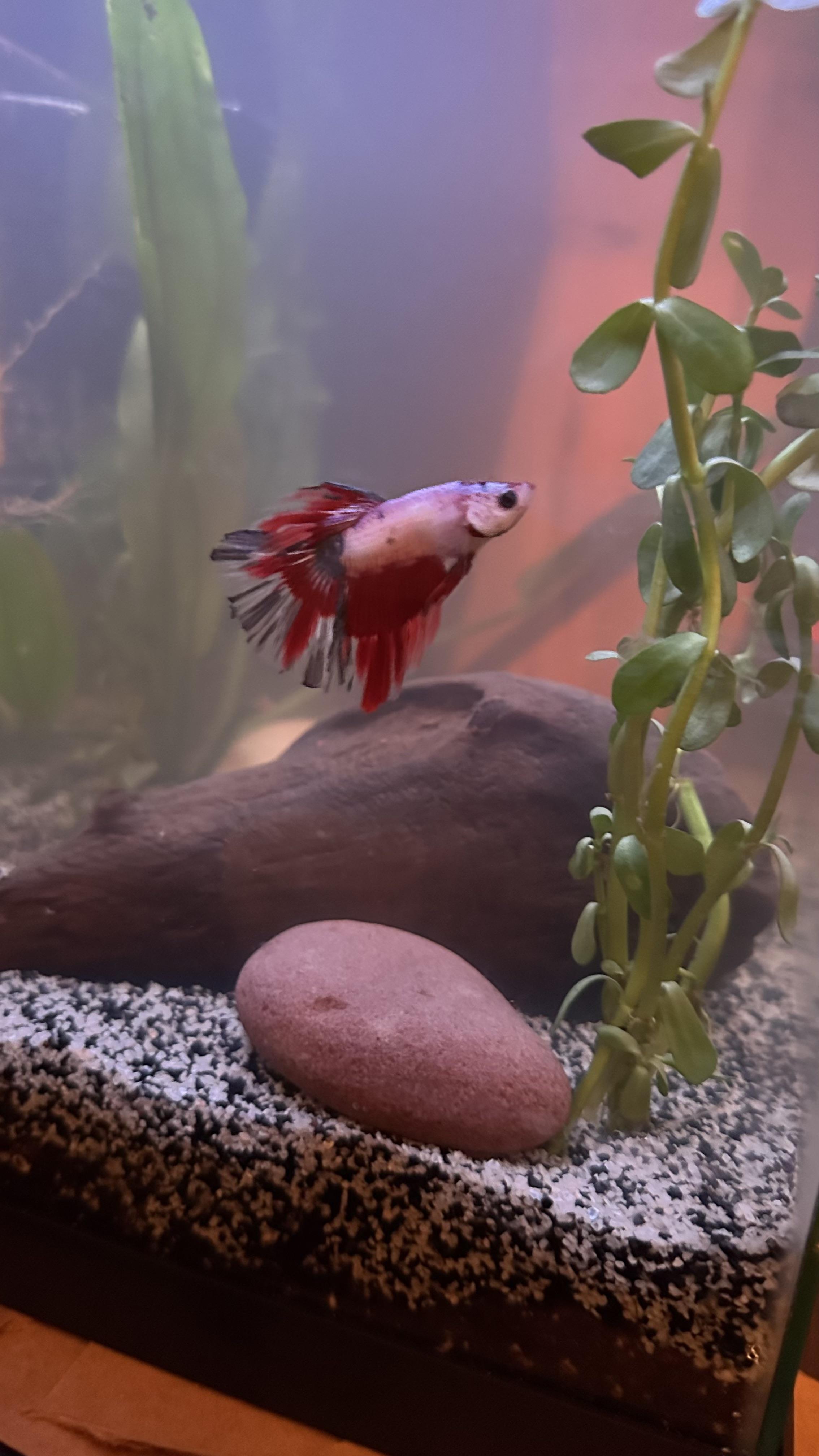 Discover more like Bettafish: Betta setup! and Related Content | Scrolller