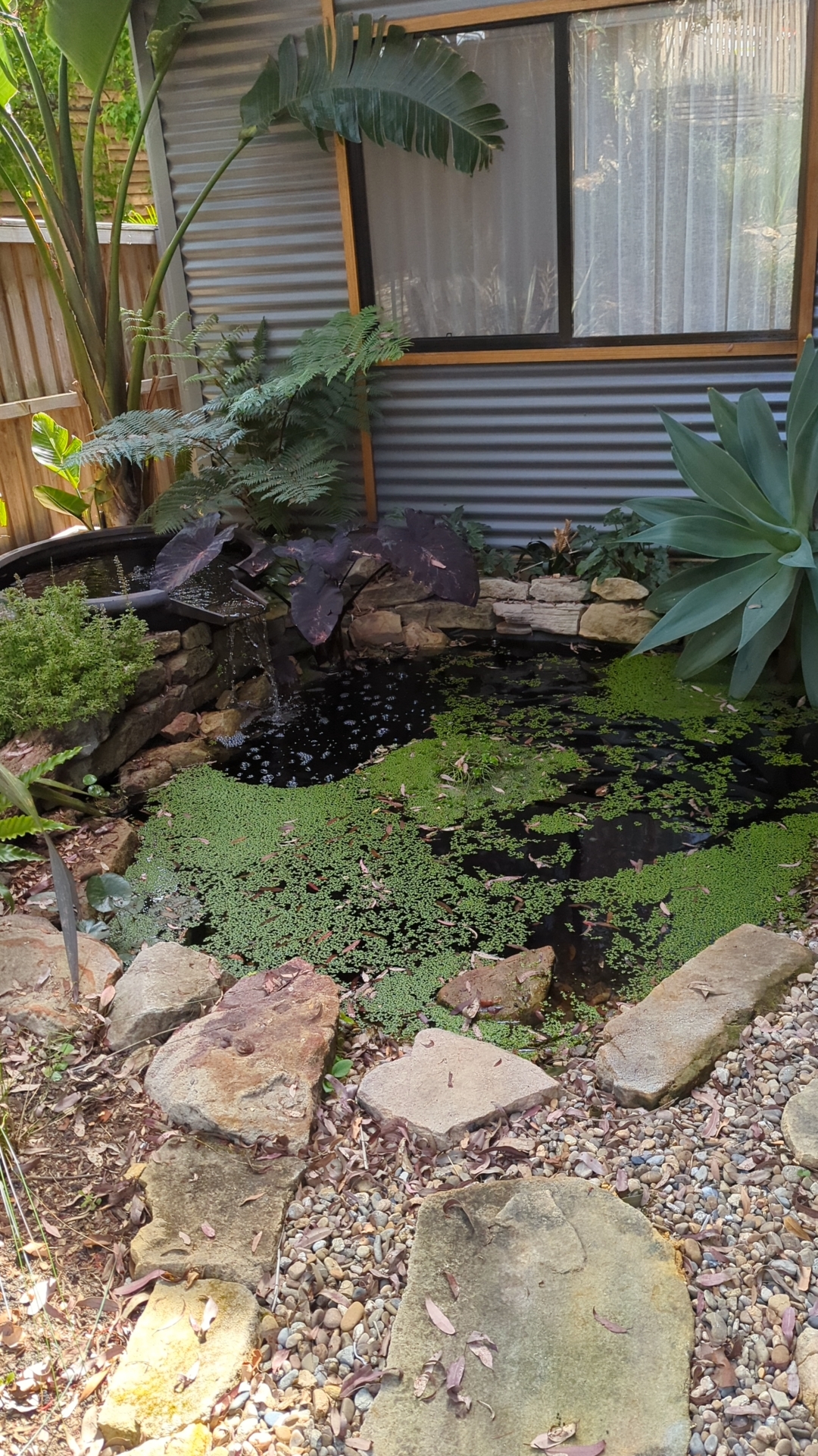 Help me not kill these fish | Scrolller