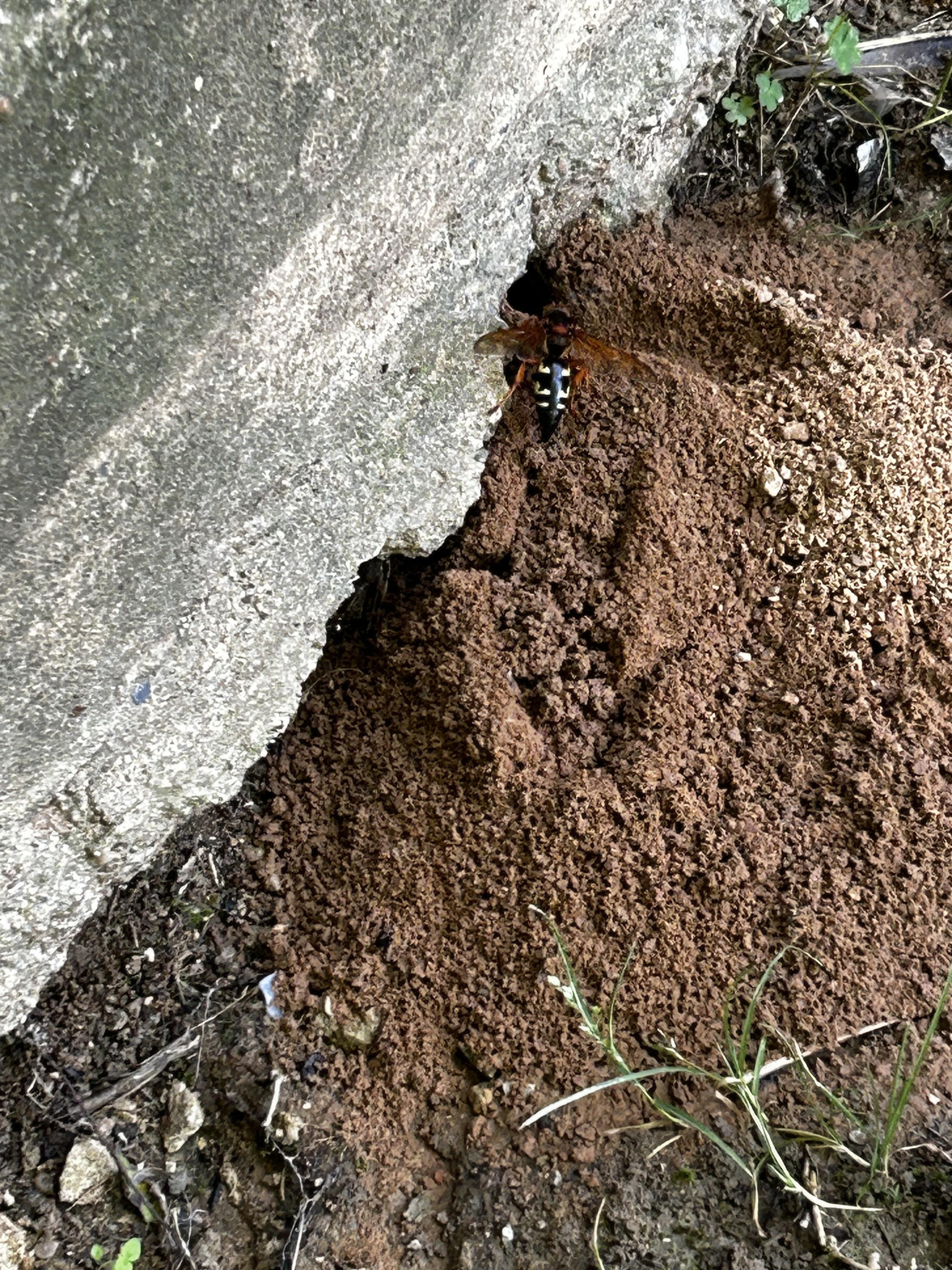 Hornets? | Scrolller