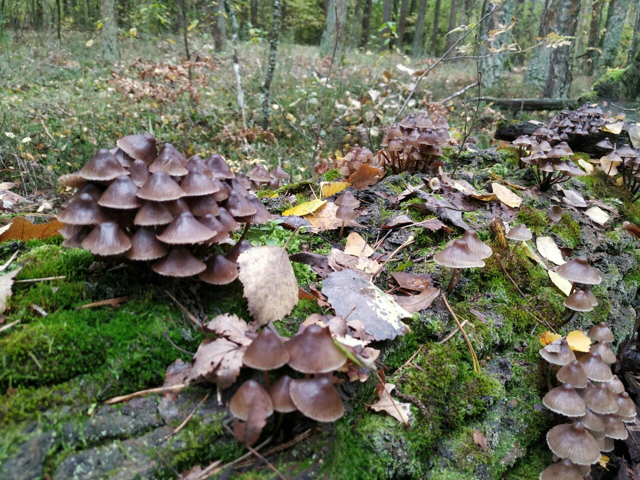 Mushrooms [OC] | Scrolller