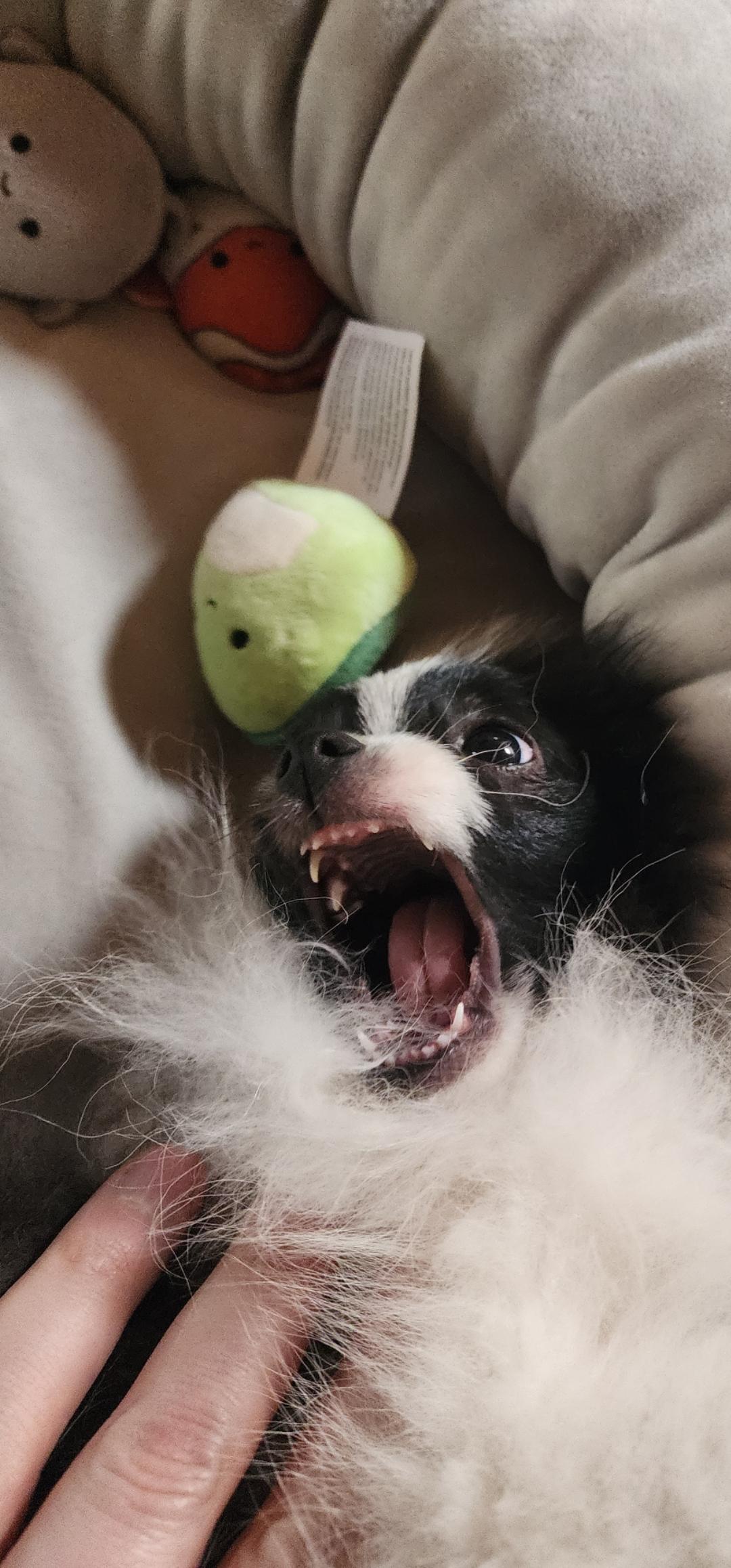 The dichotomy of Dwight | Scrolller