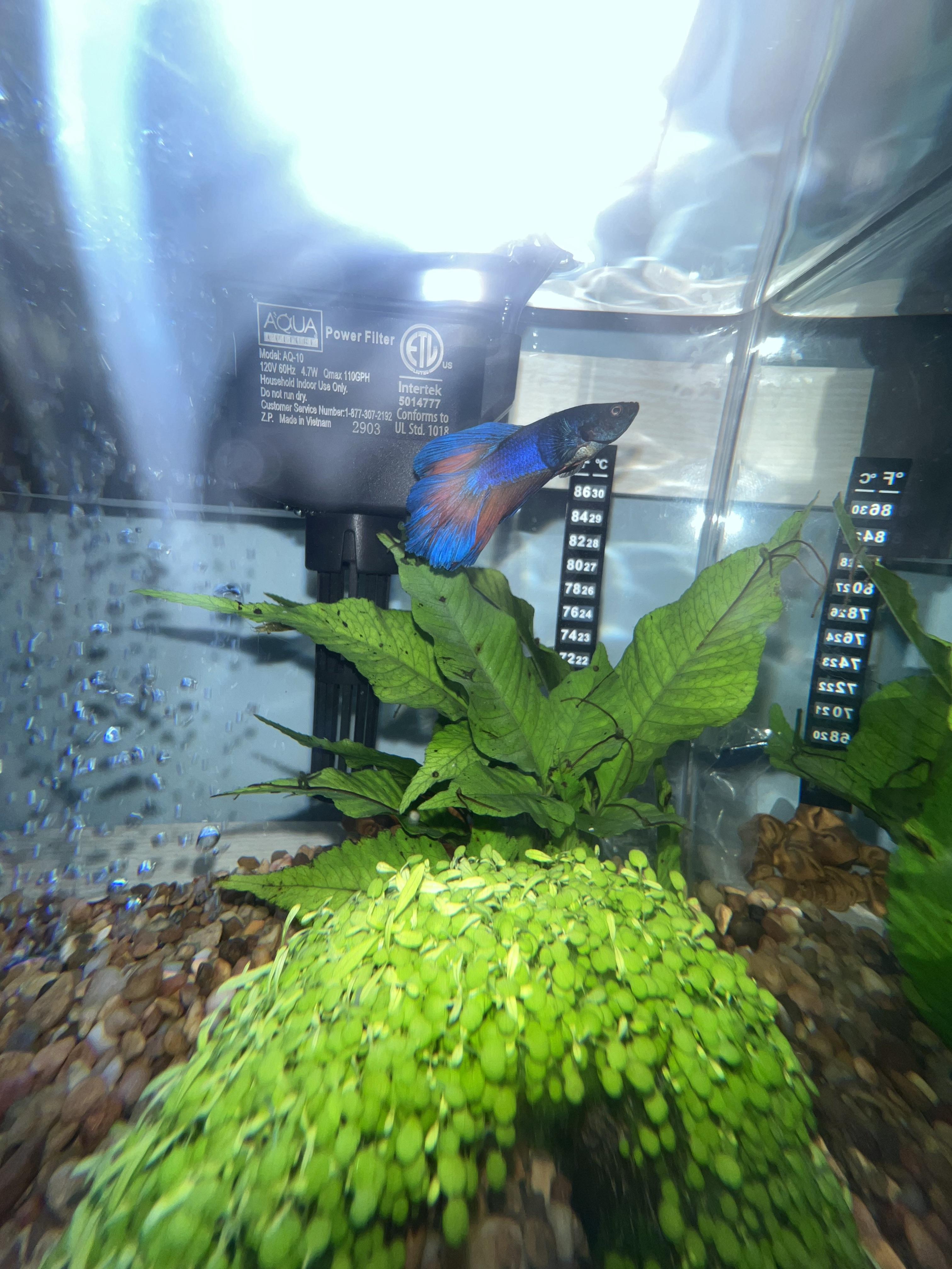 My bettas belly has turned white and it’s laying on the floor | Scrolller