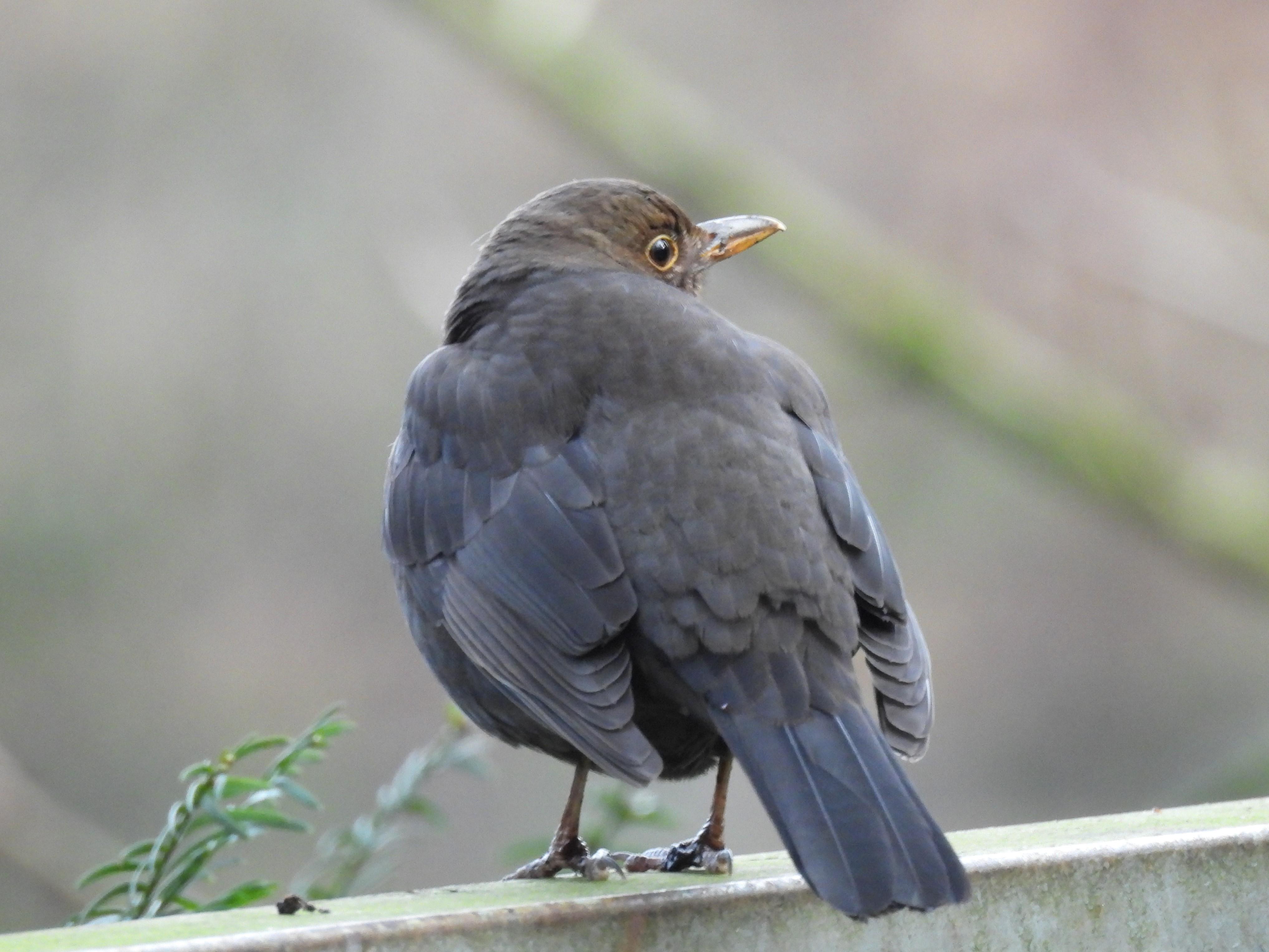 I think this pretty blackbird noticed me 🤭 (Germany) | Scrolller