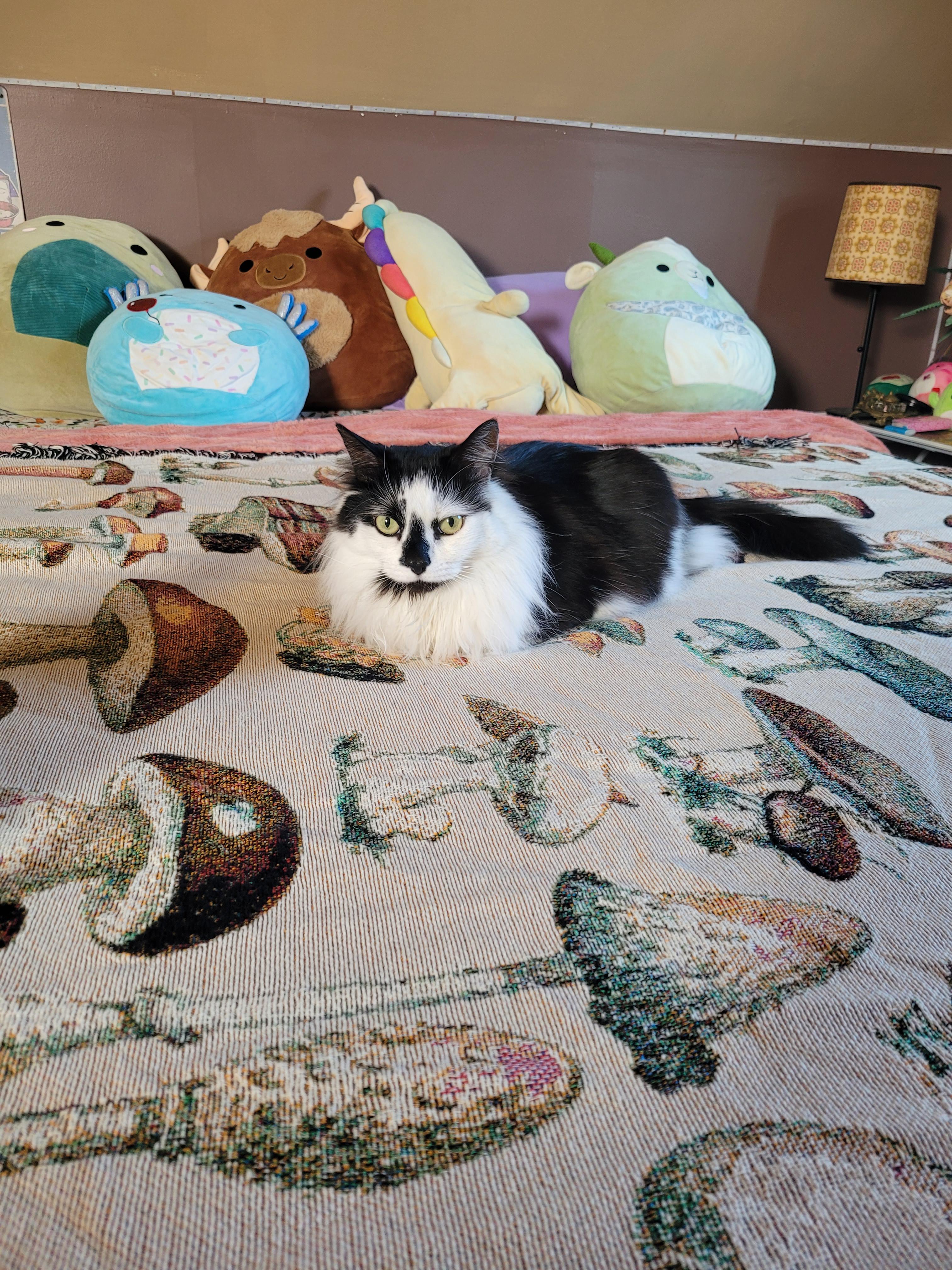 Fluffy loaf, only half burnt | Scrolller