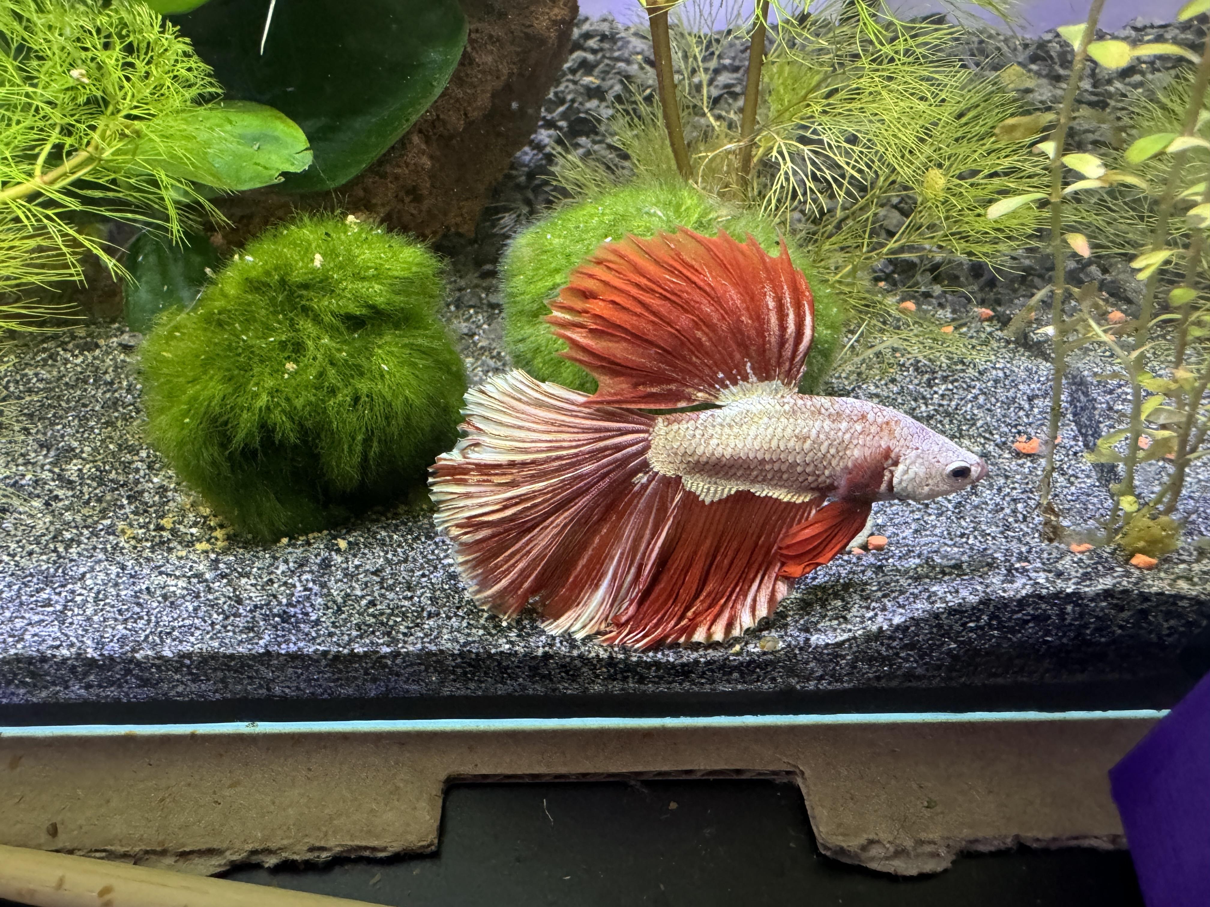 Is it normal for my betta to Turn white | Scrolller
