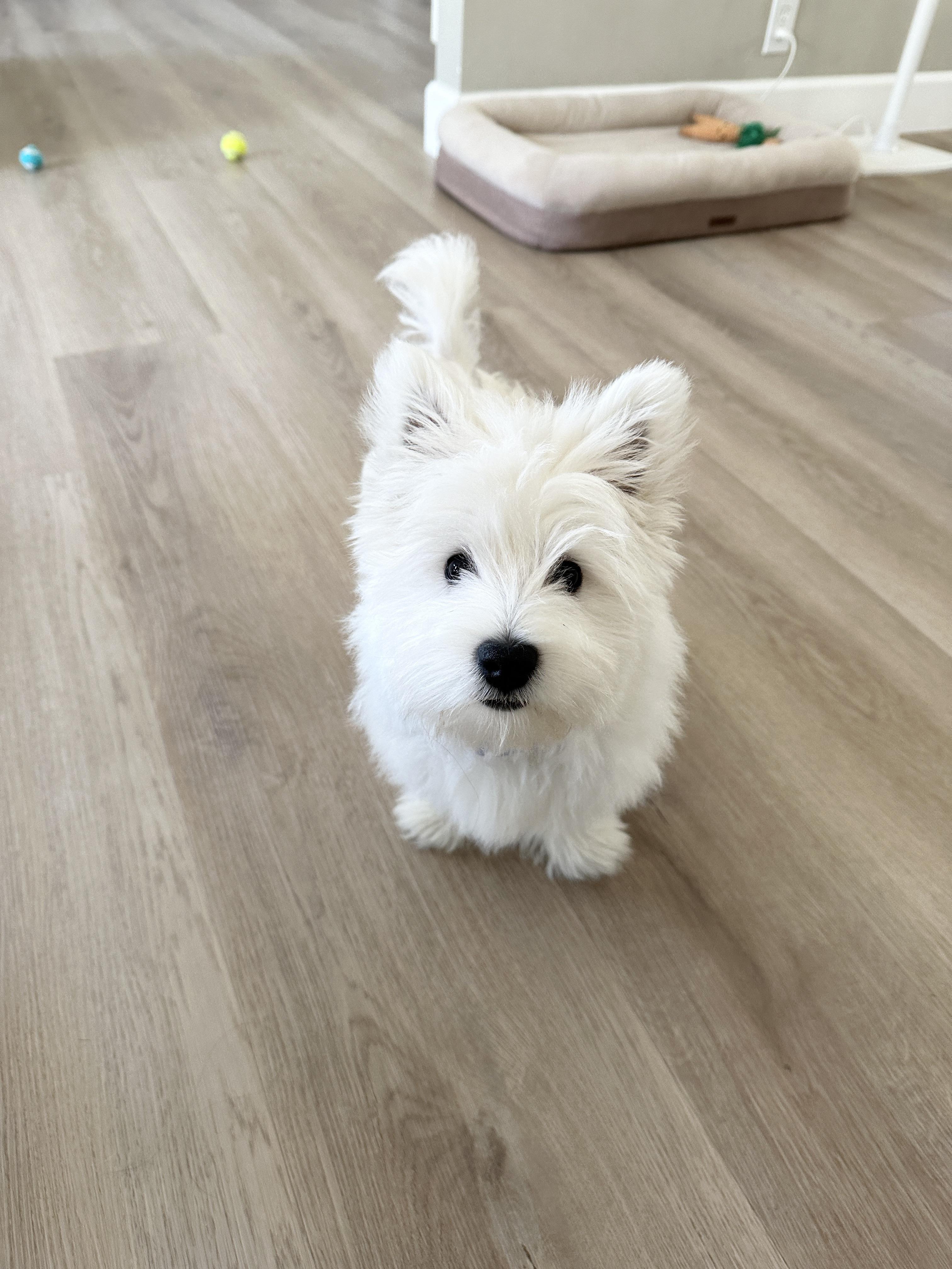 4 month old Juno | Scrolller