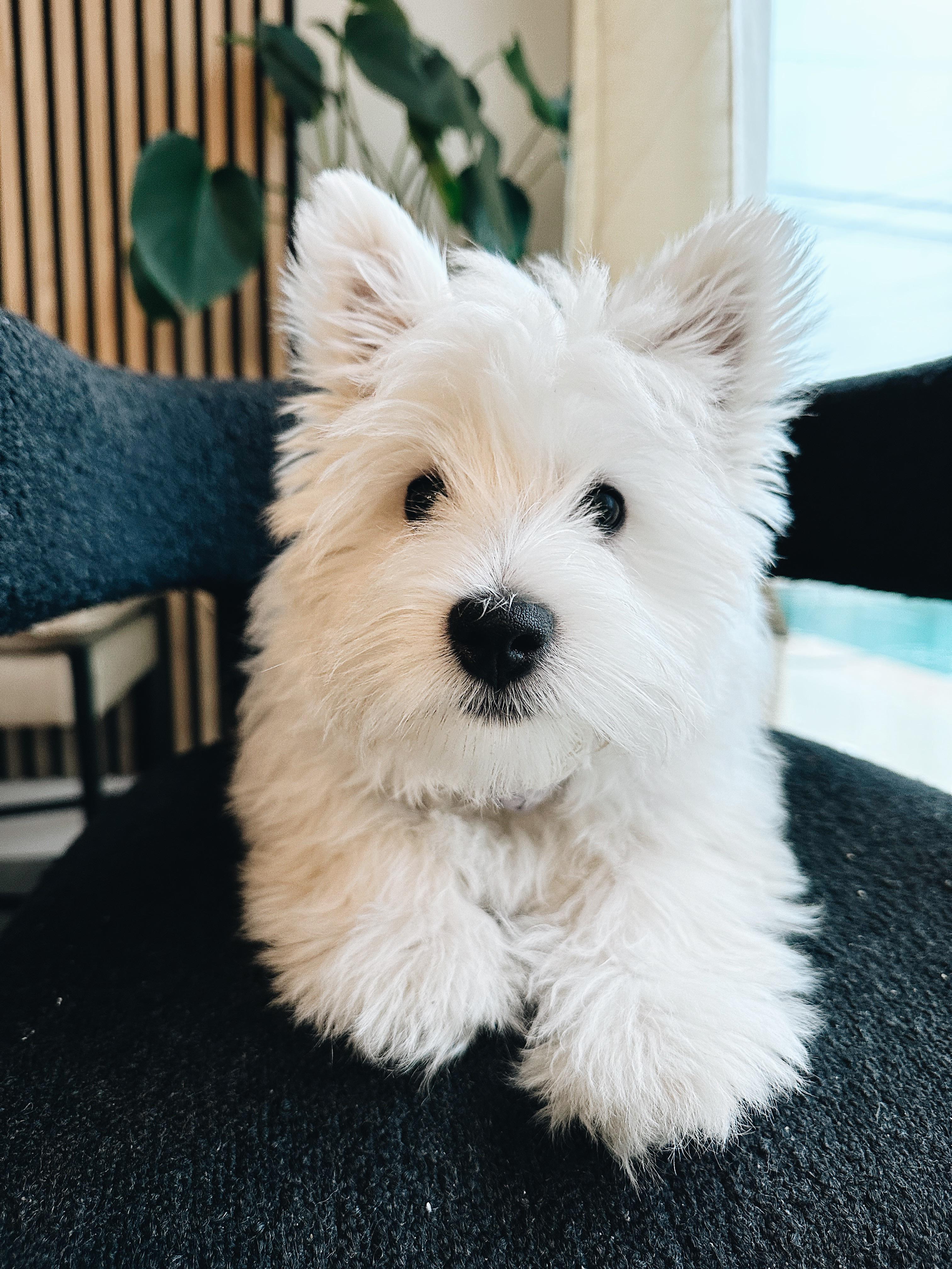 4 month old Juno | Scrolller