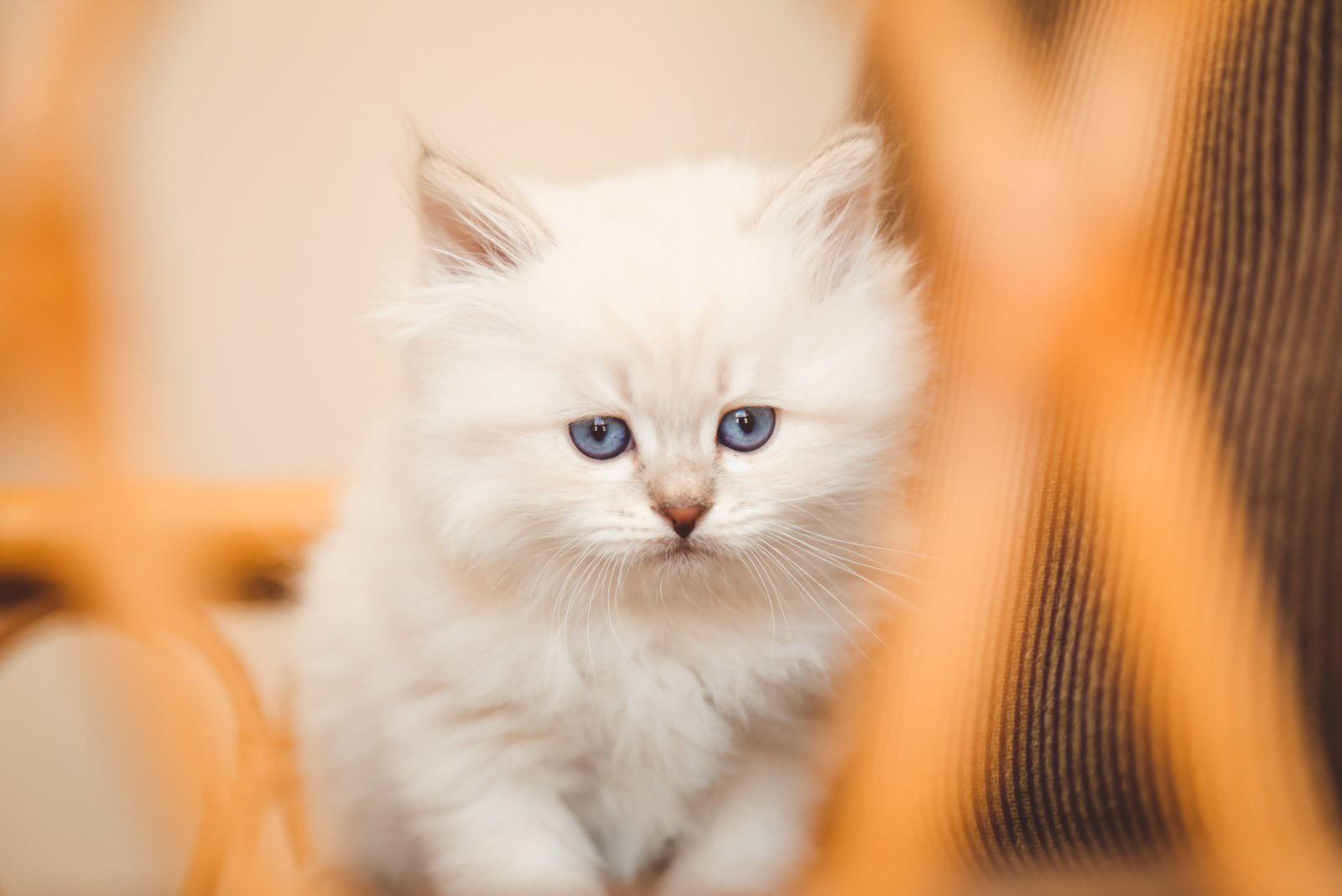 New Kitties 🐱 👑 | Scrolller