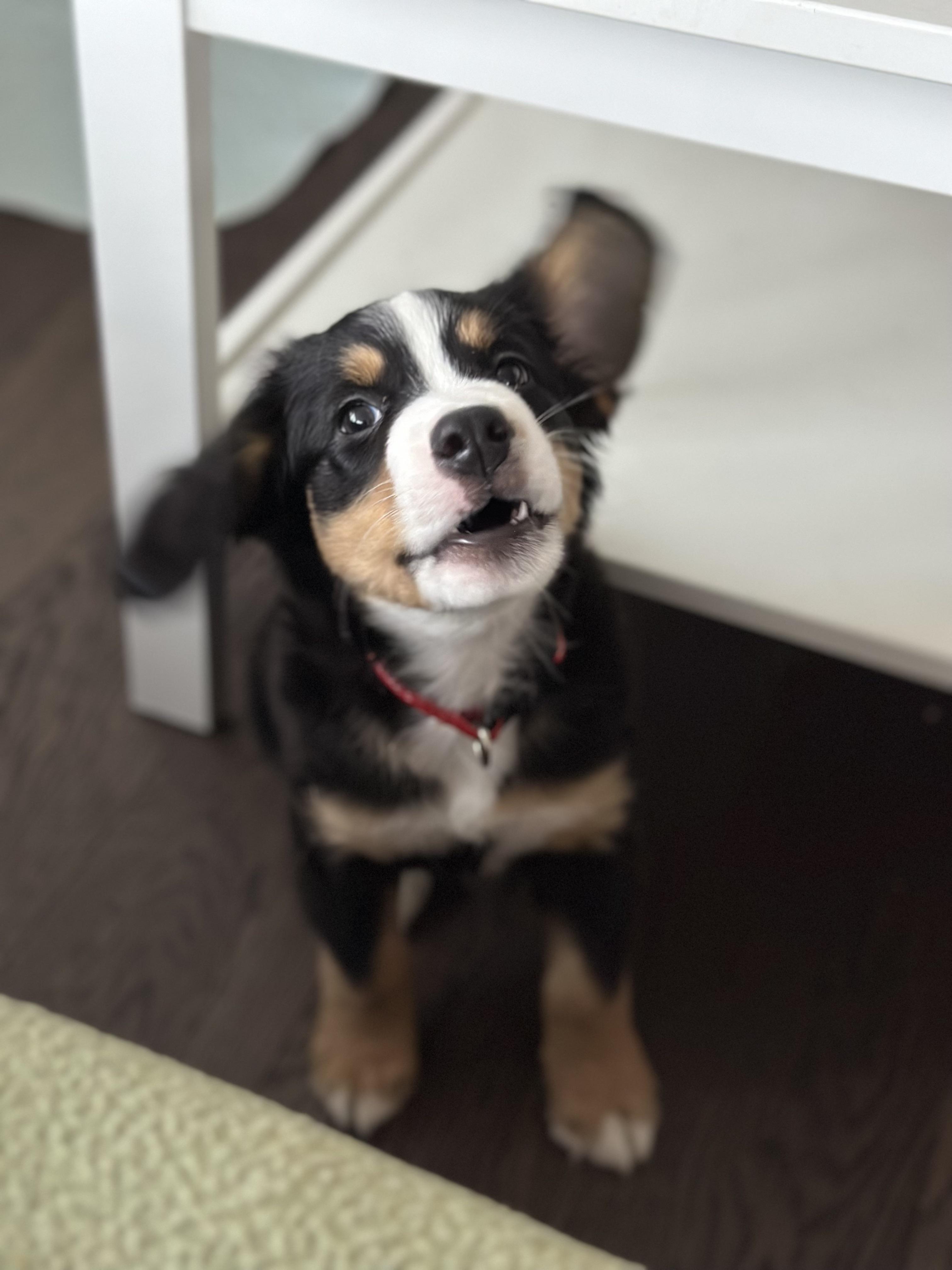 Meet Apollo 🥹 | Scrolller