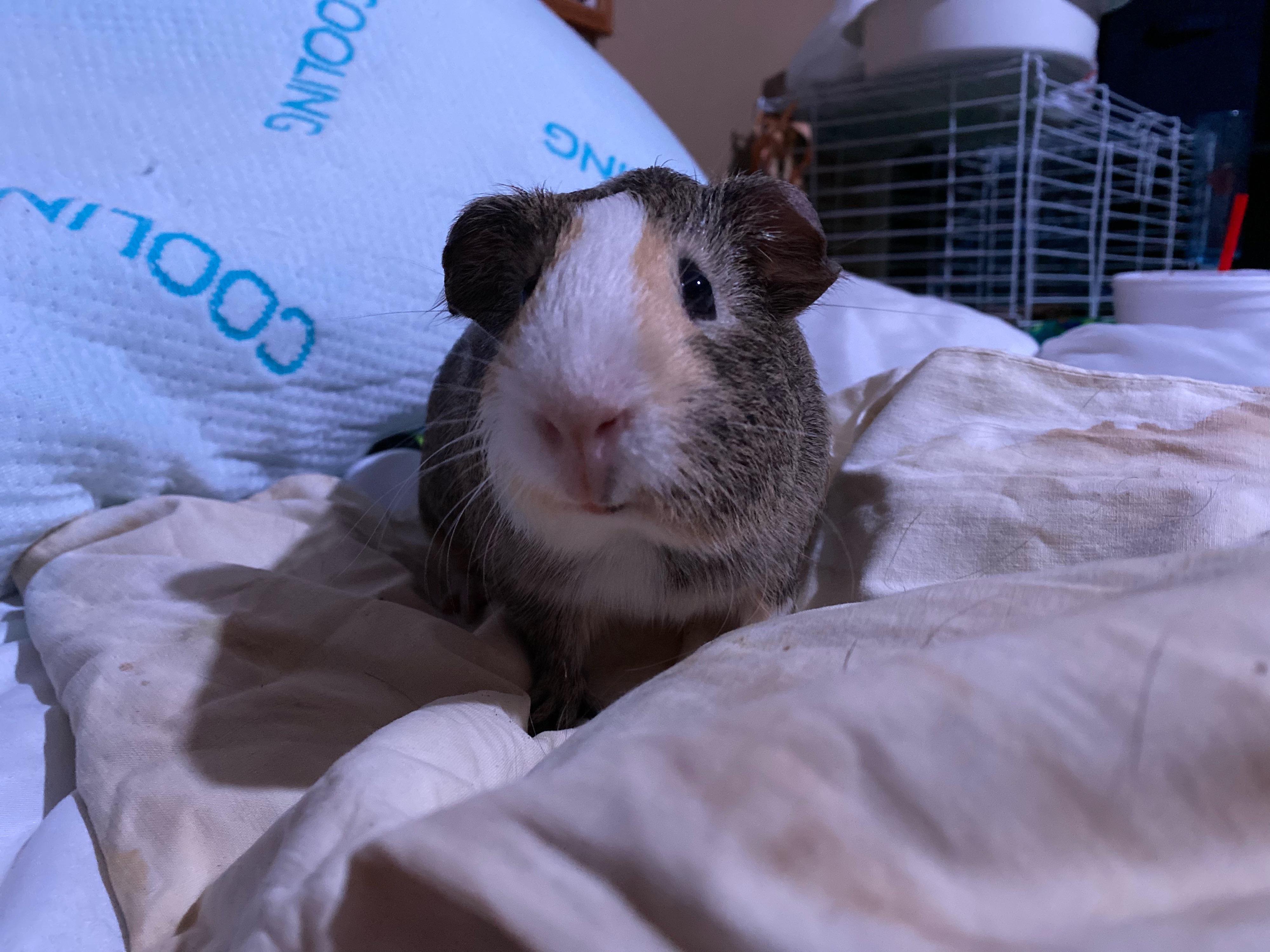 Carrot time for benjamin | Scrolller