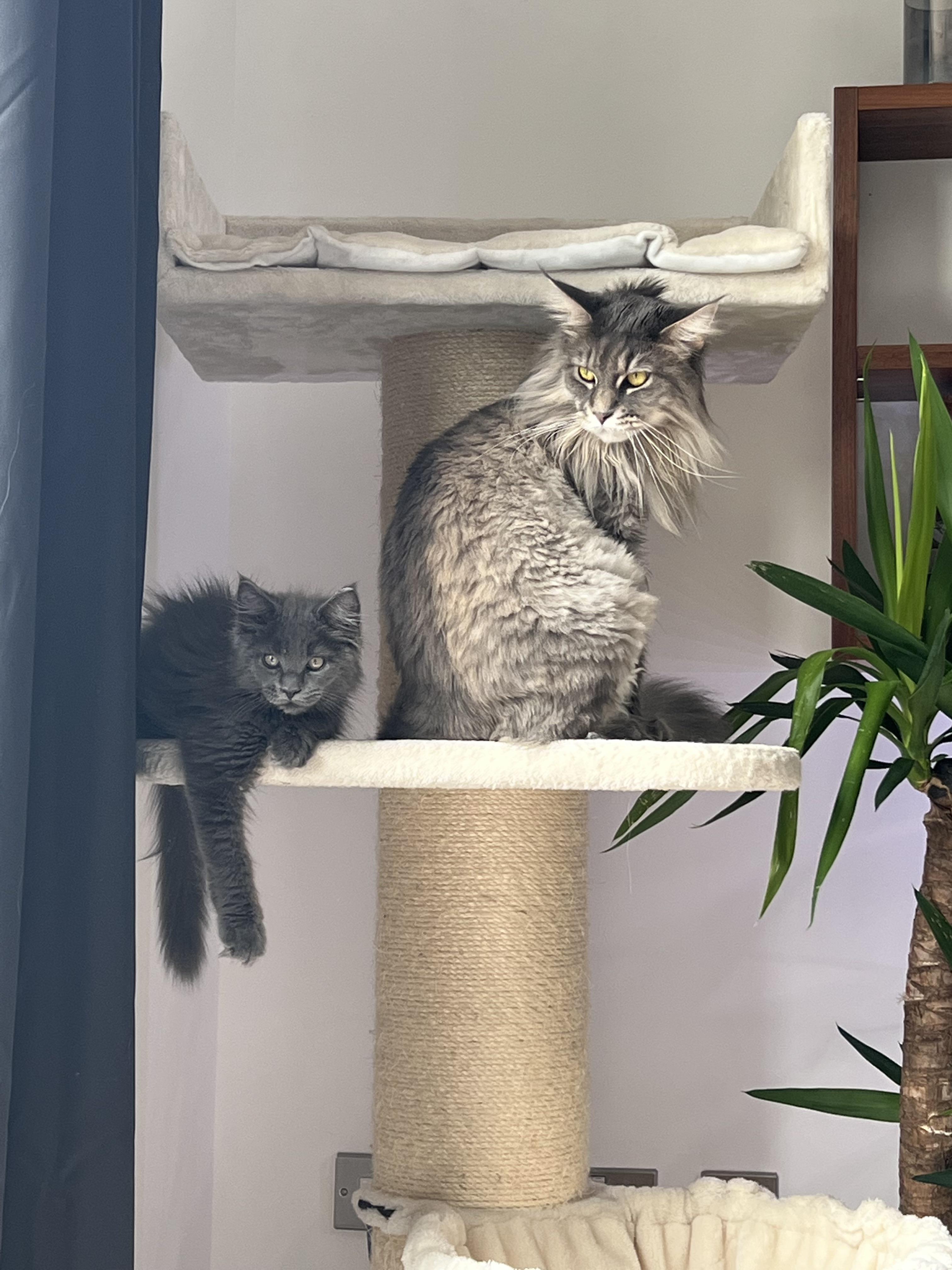 Discover more like Mainecoons: Cosmo and Lilly and Related Content | Scrolller