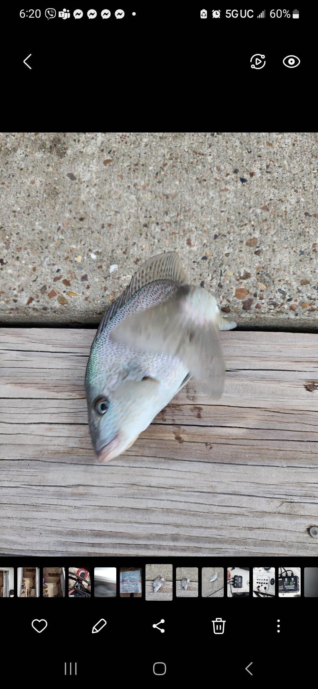 What is this saltwater fish? | Scrolller