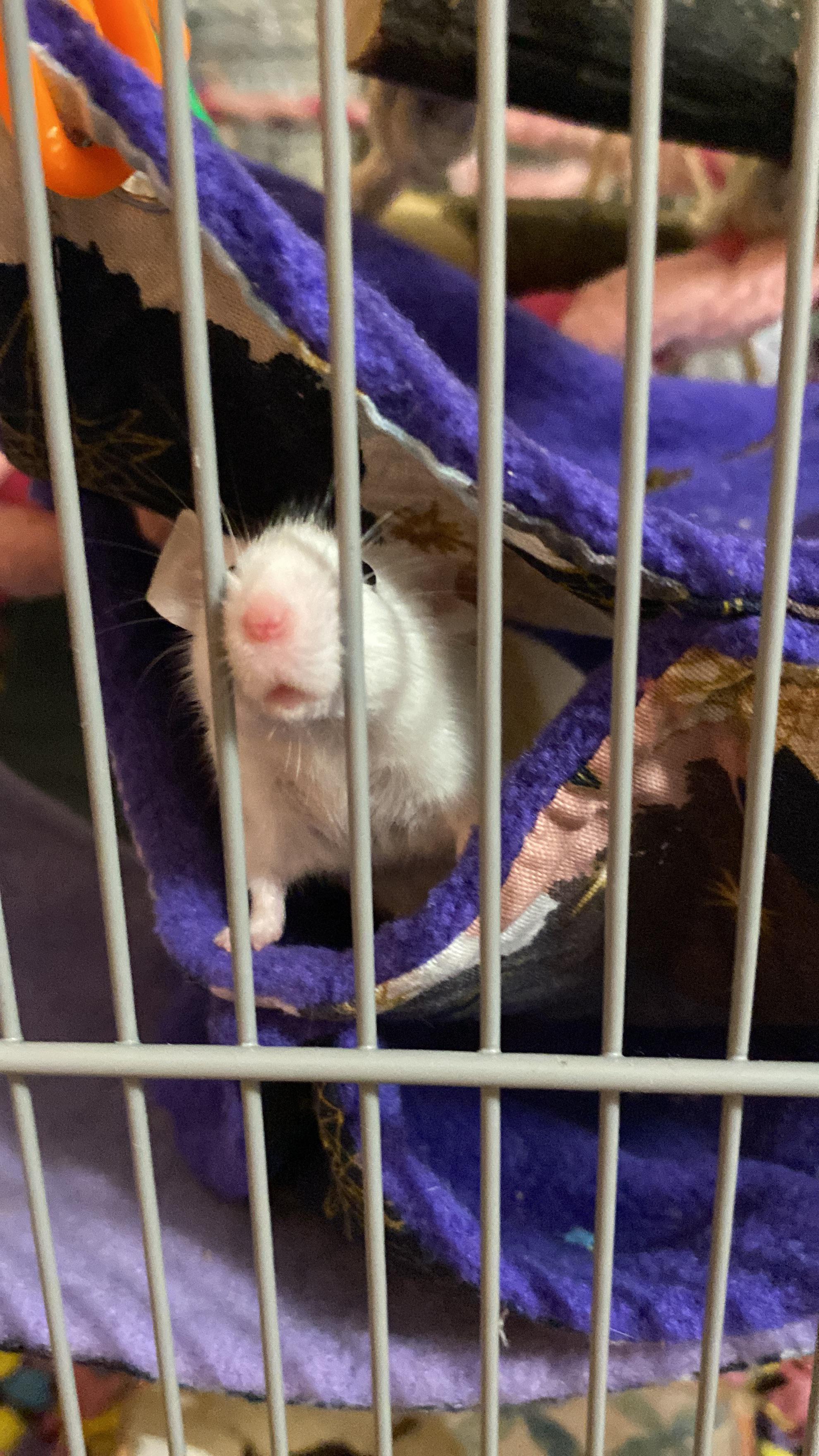 Behold, the orb! | Scrolller