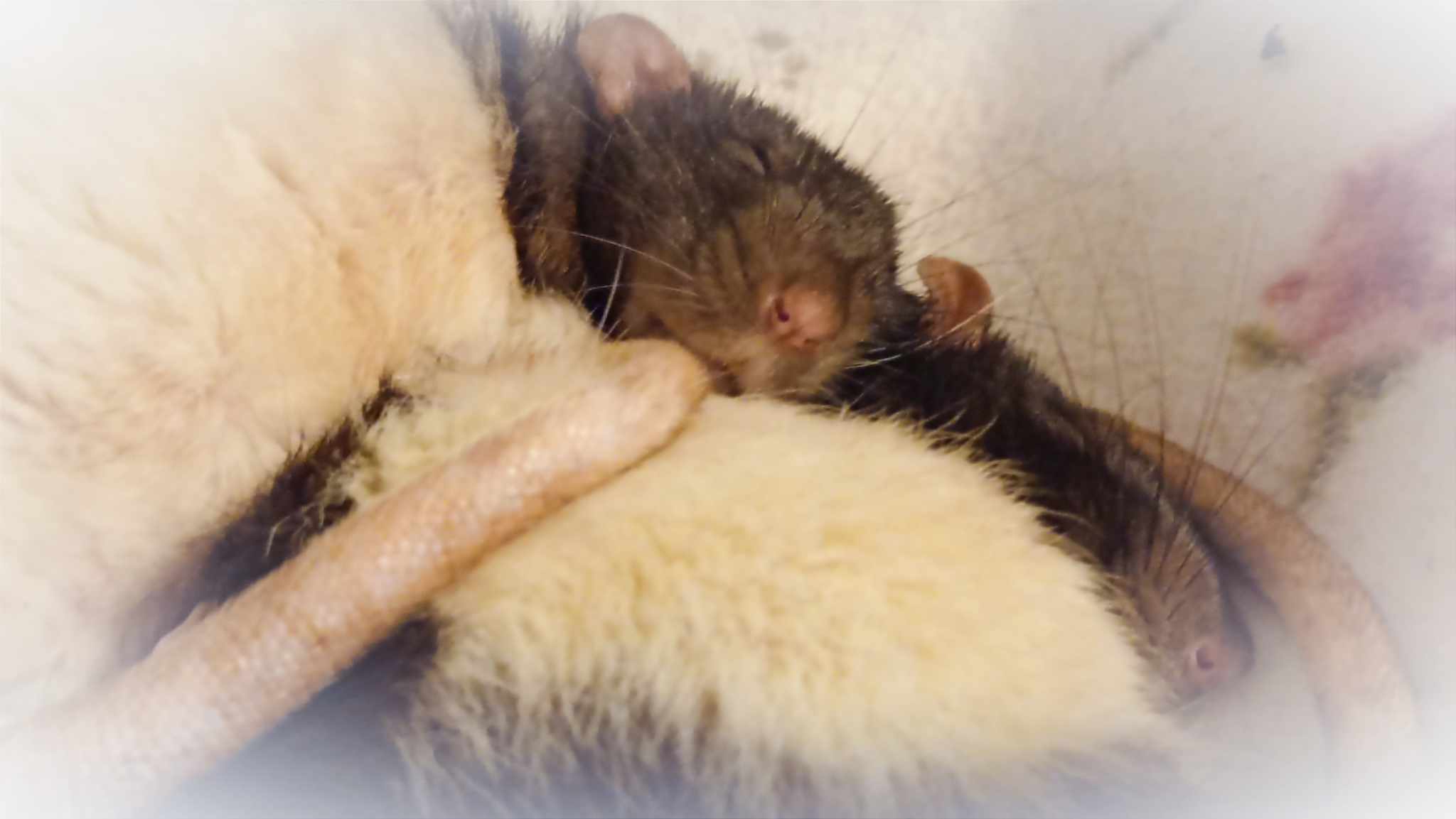 Cuddle Pile | Scrolller