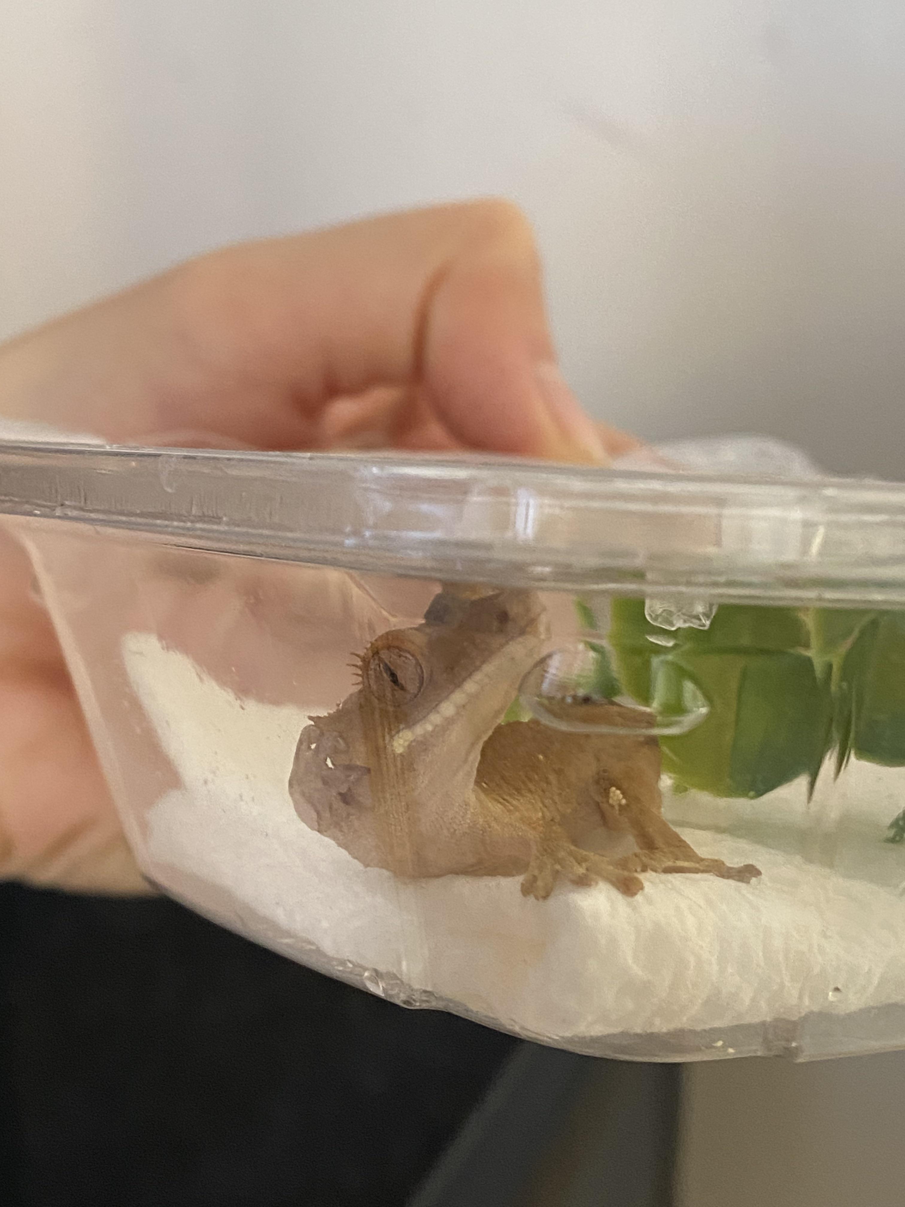 Meet new baby geck! | Scrolller