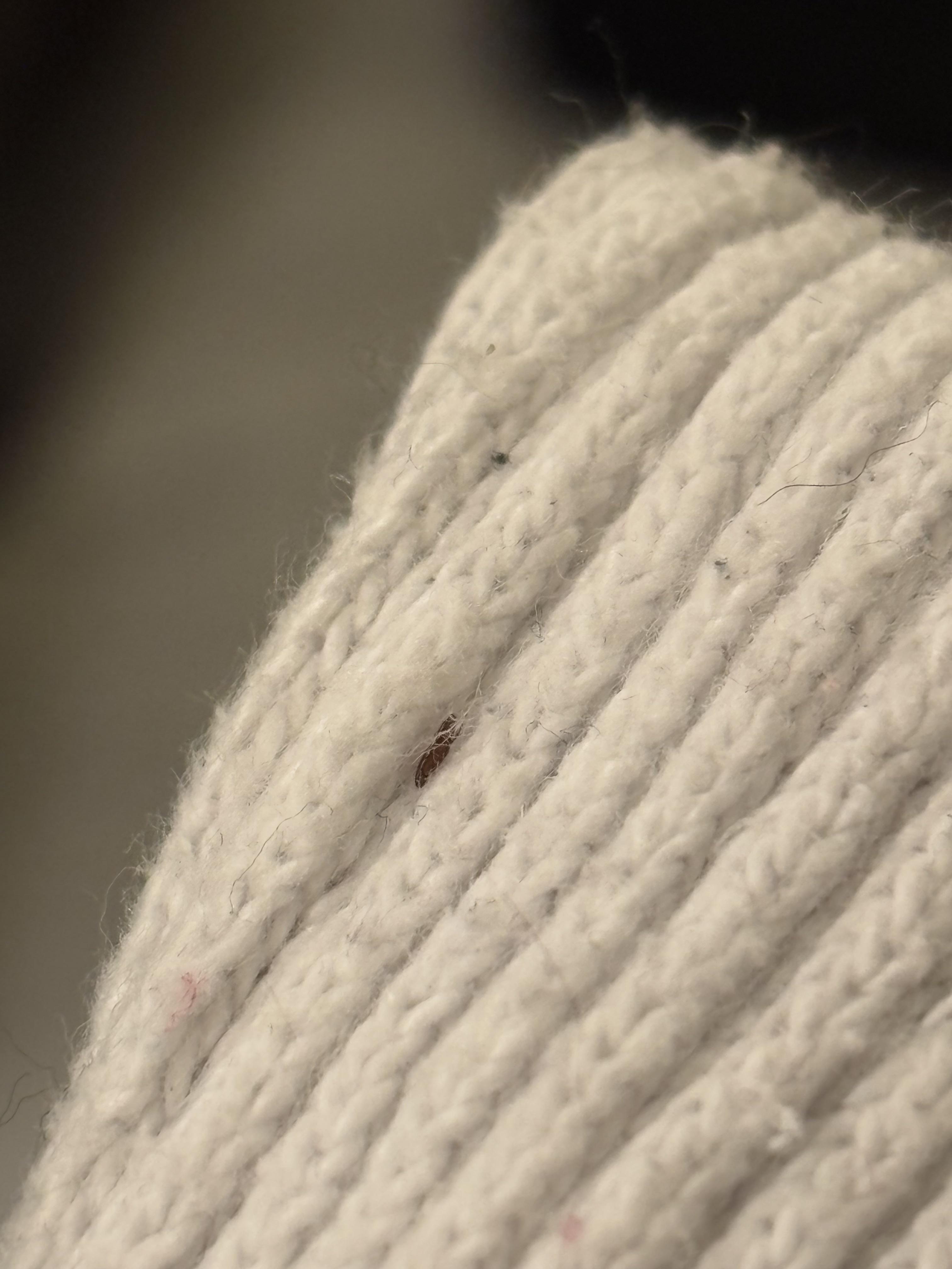 Flea? :( | Scrolller