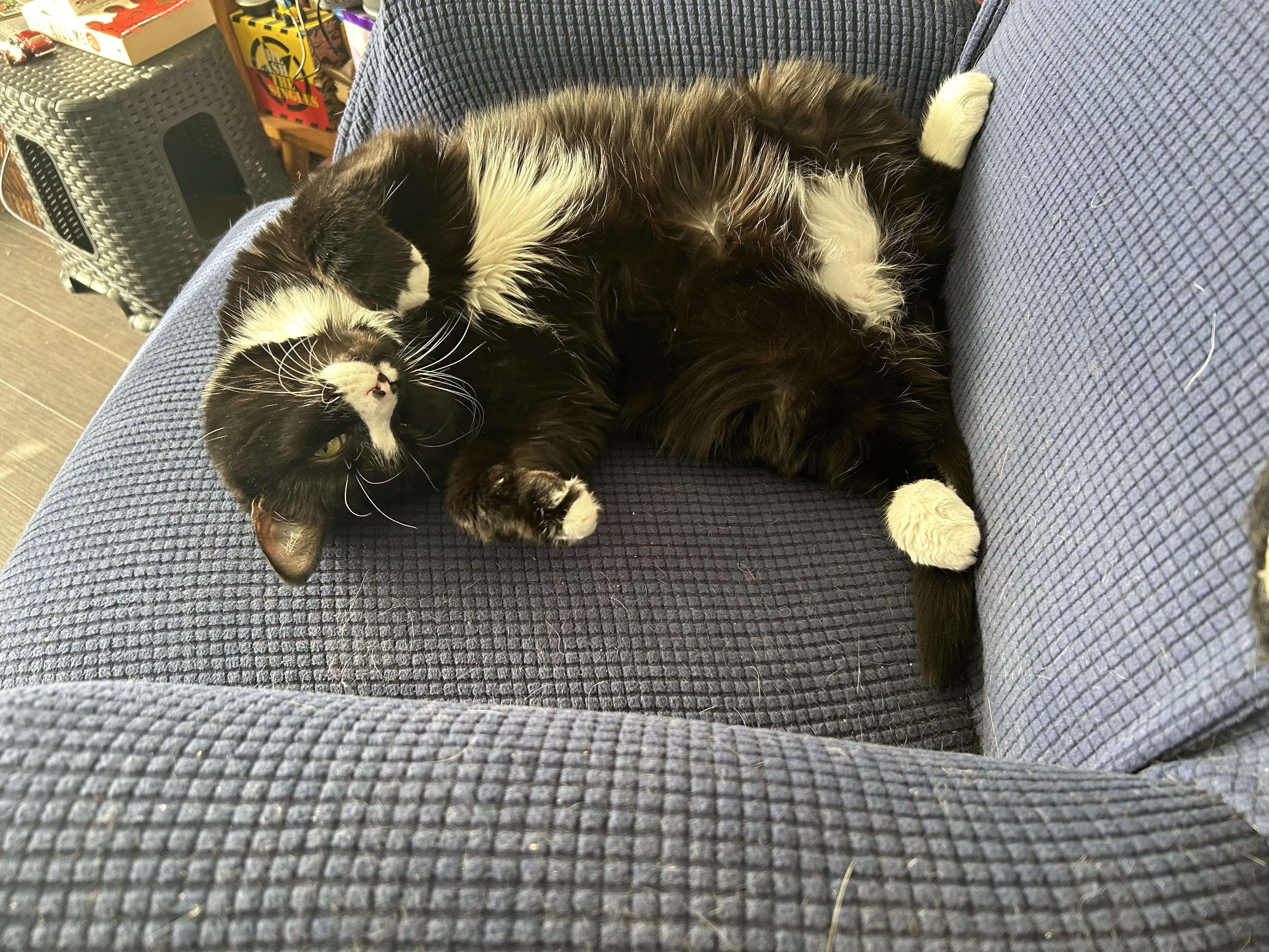 Her Default Setting Is Comfy Scrolller