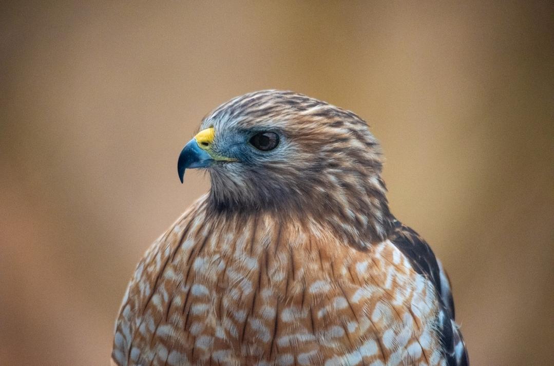 Red-shouldered Hawk | Scrolller
