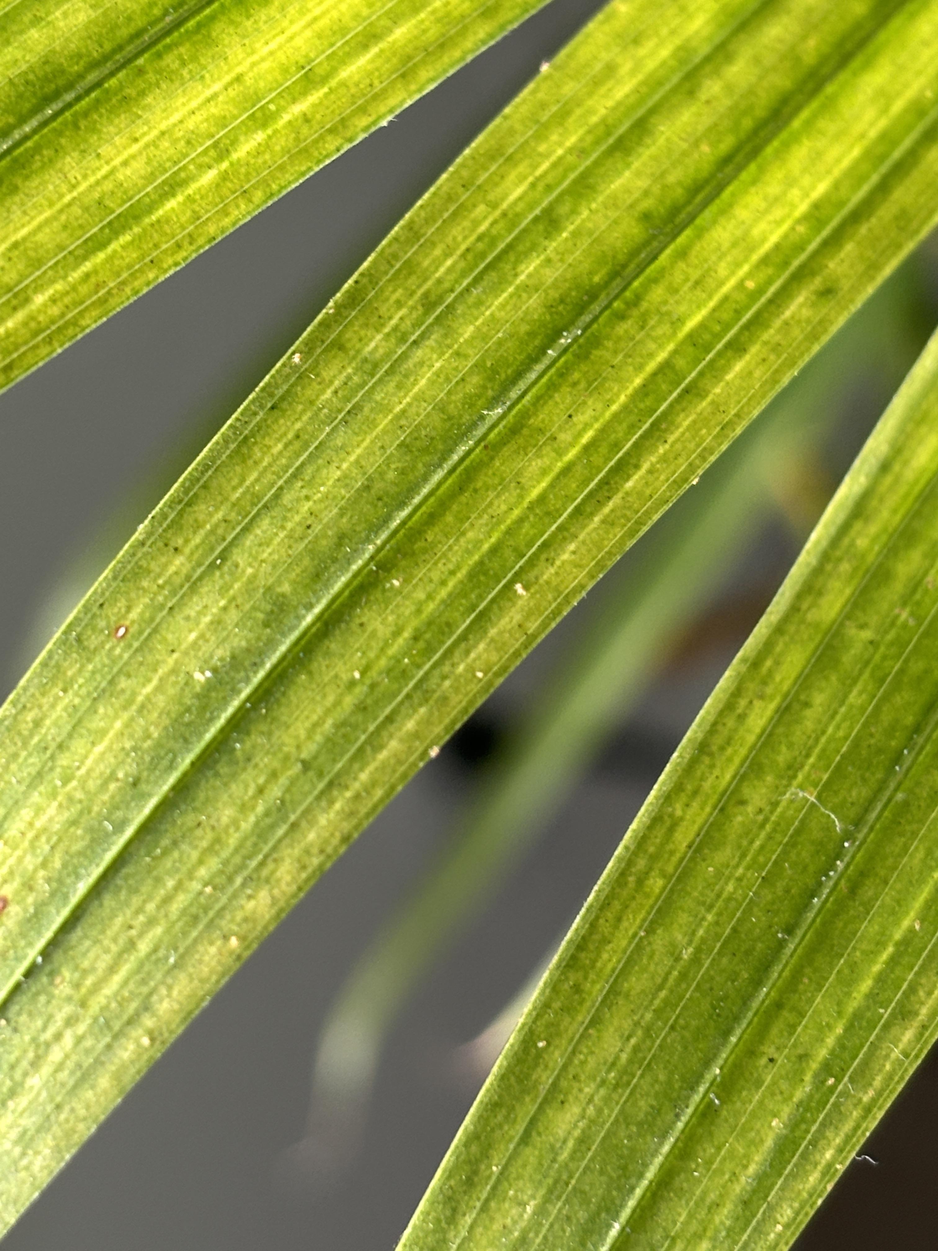 What are these little bugs taking over my plant? | Scrolller