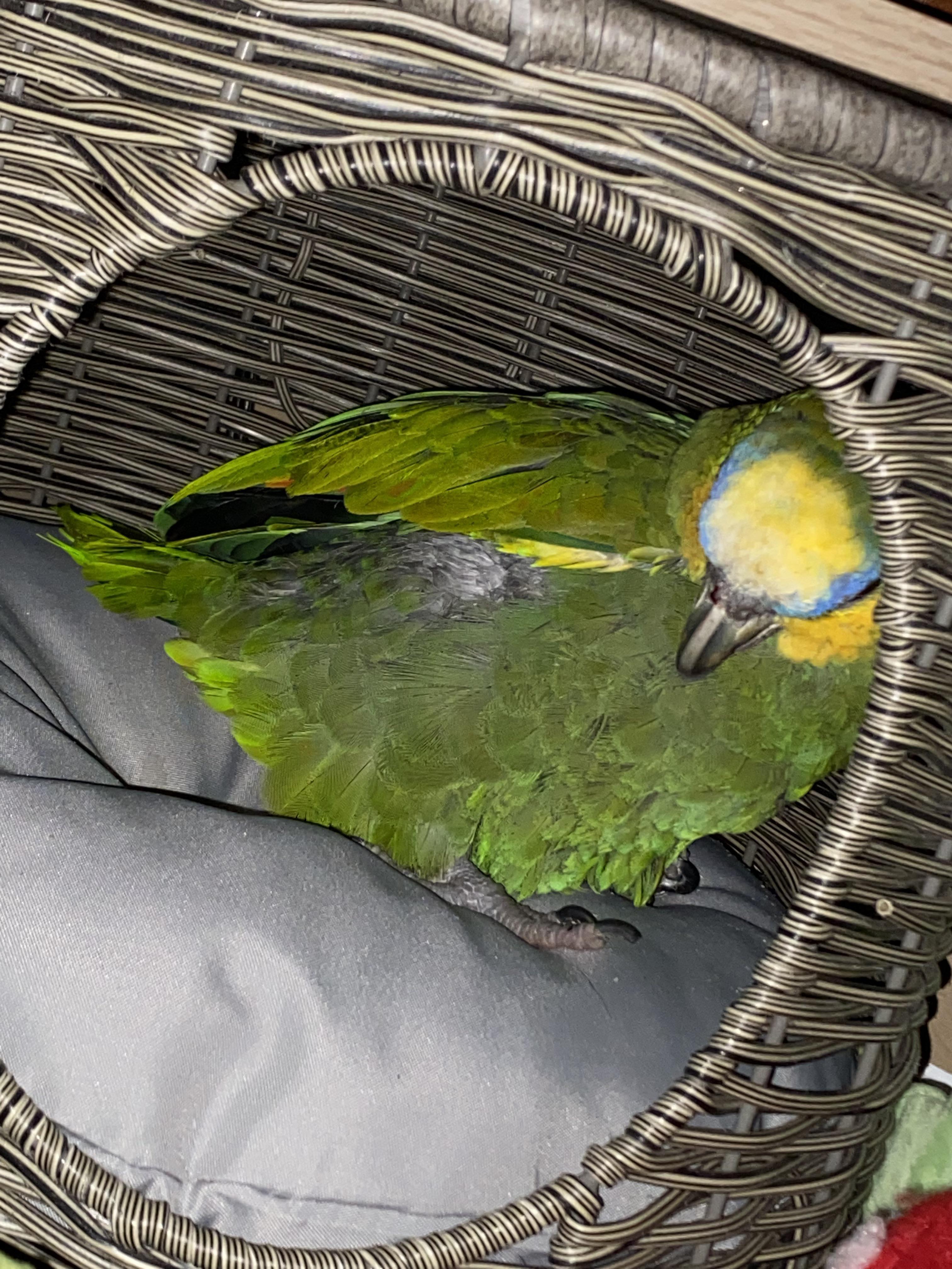 Jasper asleep in his little man cave | Scrolller