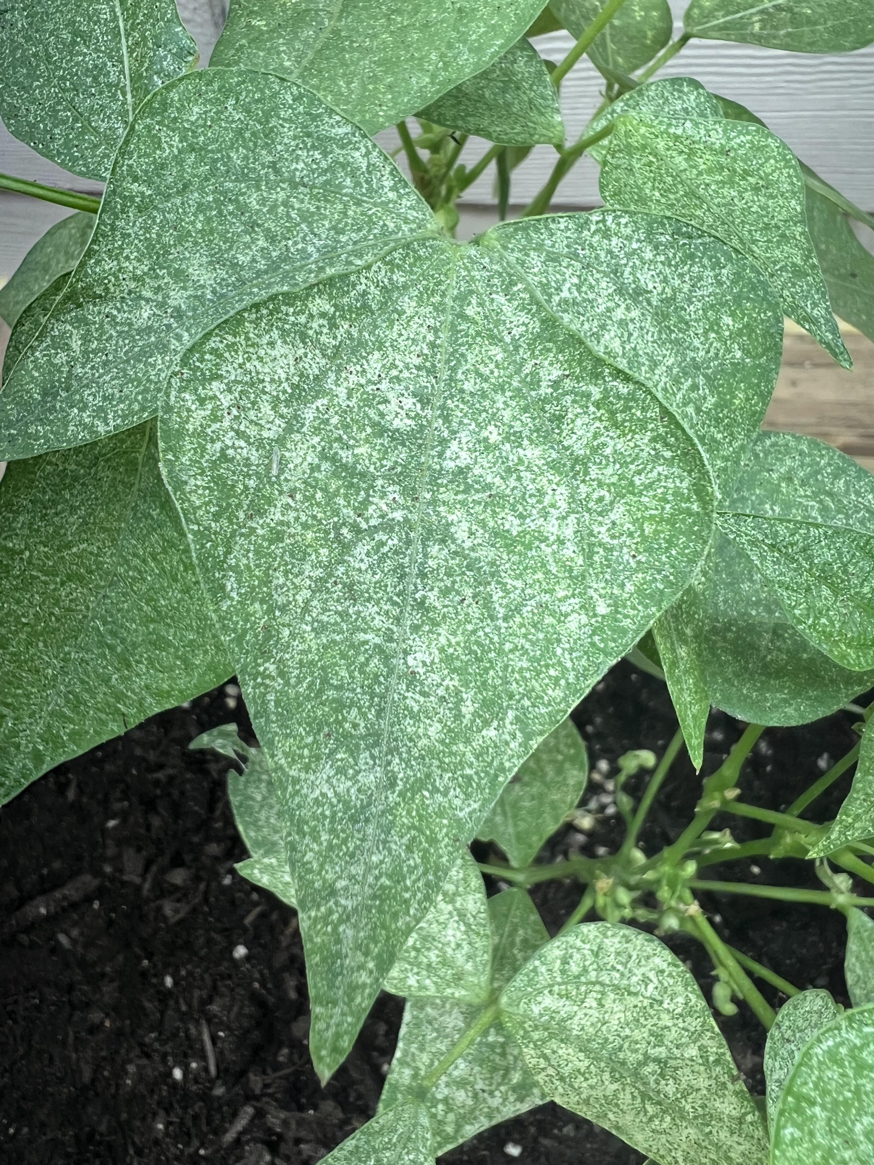 Powdery mildew? | Scrolller