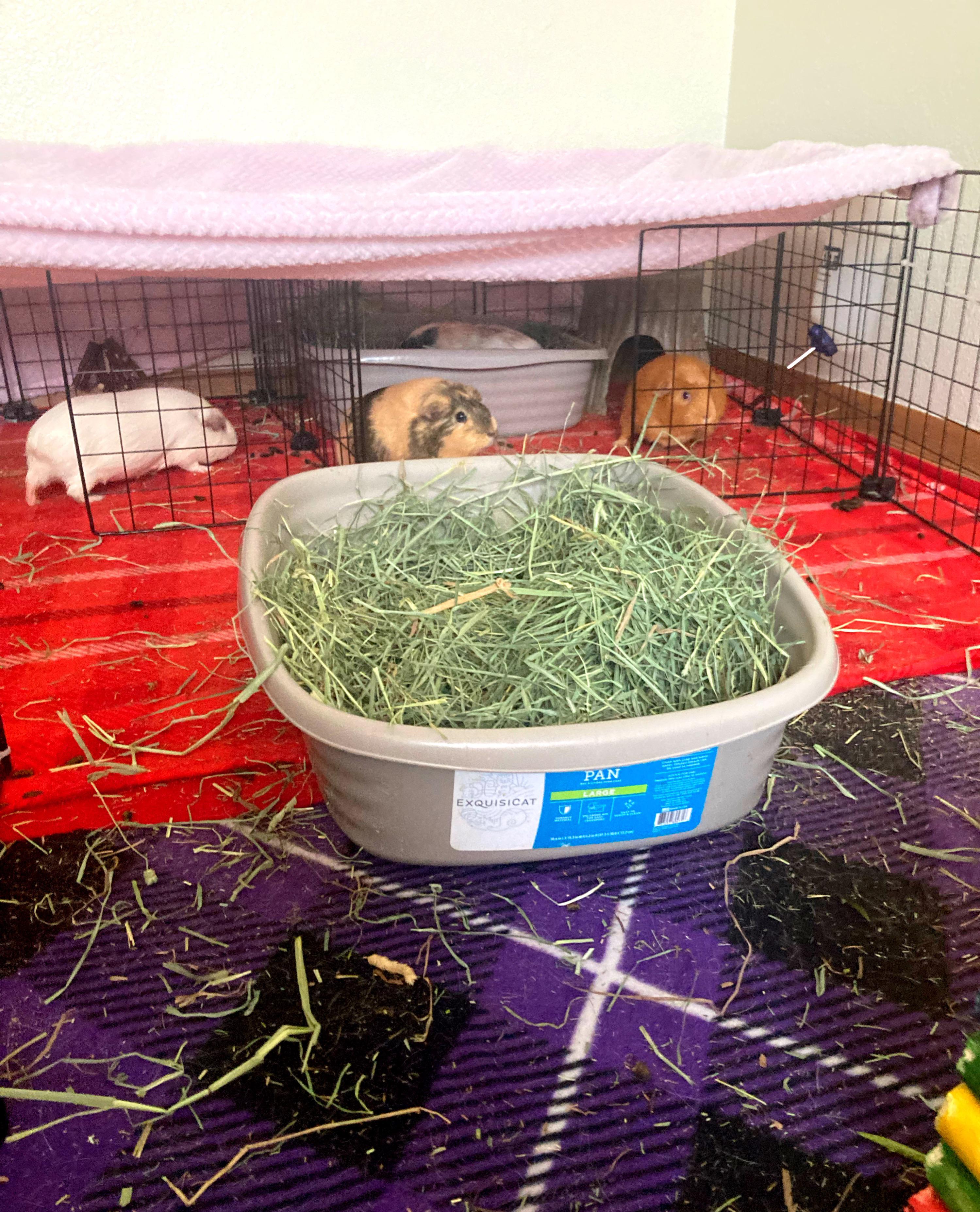 They have a whole enclosure yet this is where they all choose to hangout! | Scrolller