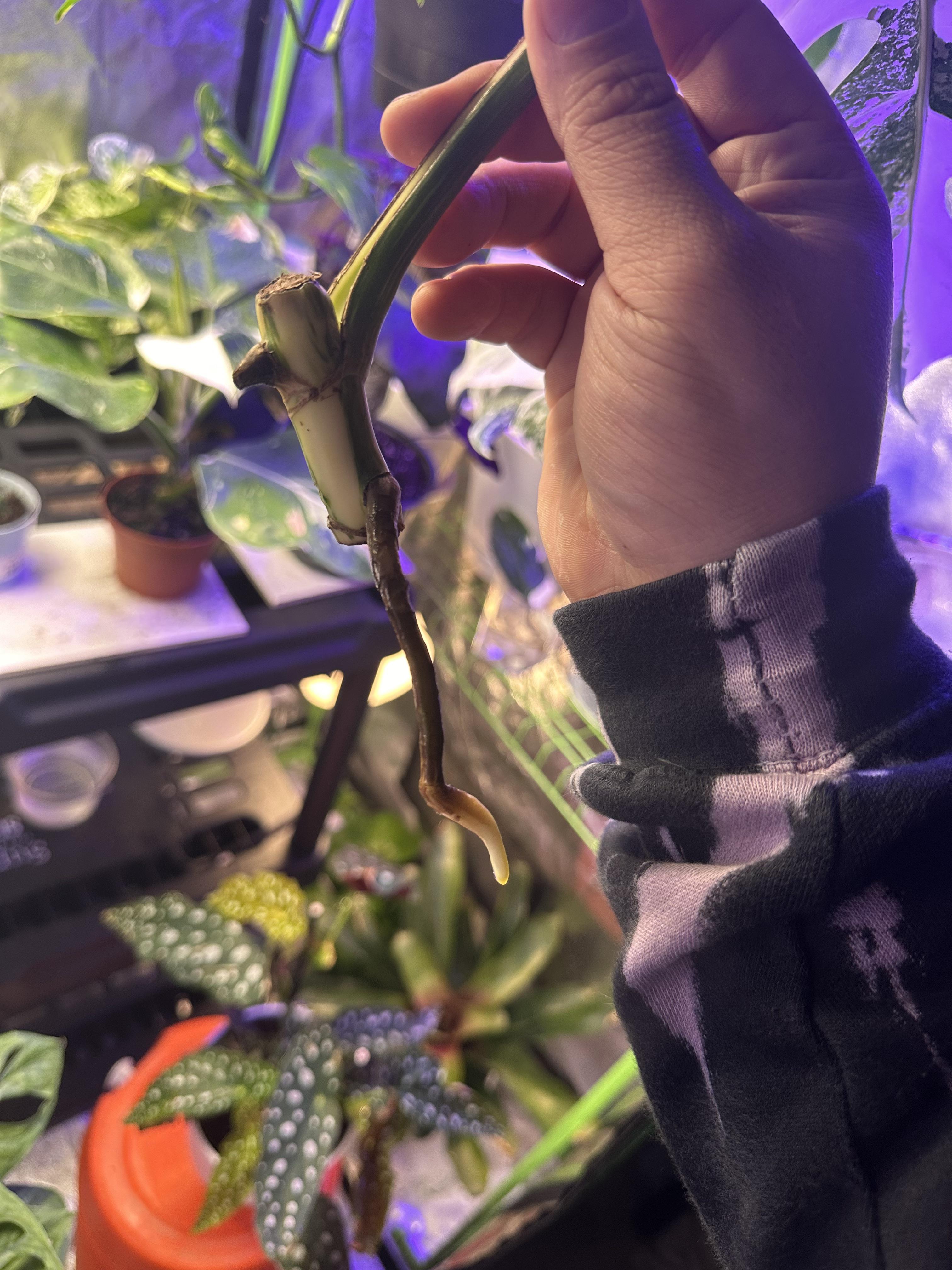 Root propagation growth | Scrolller