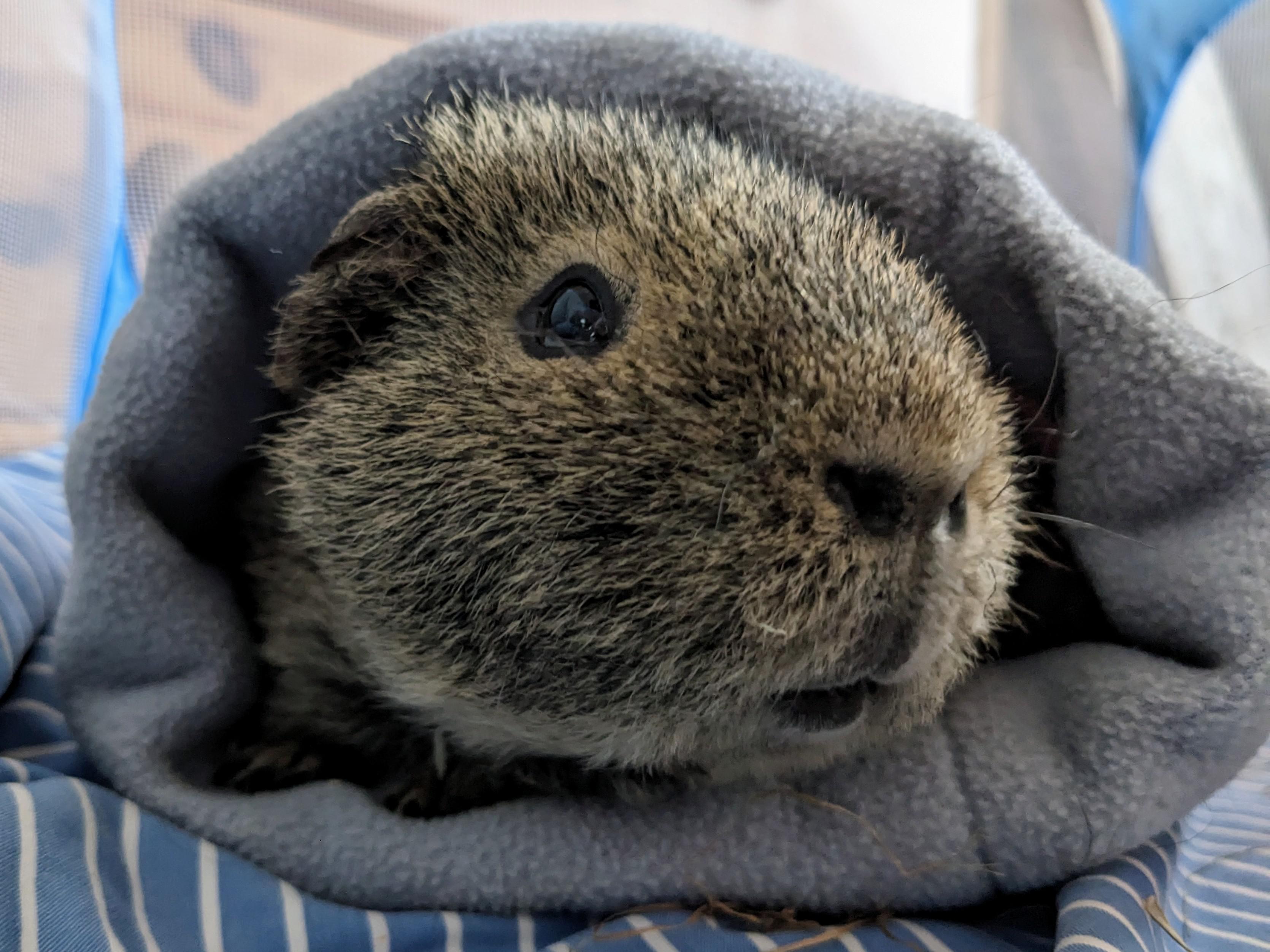 Ted bear in his cave | Scrolller