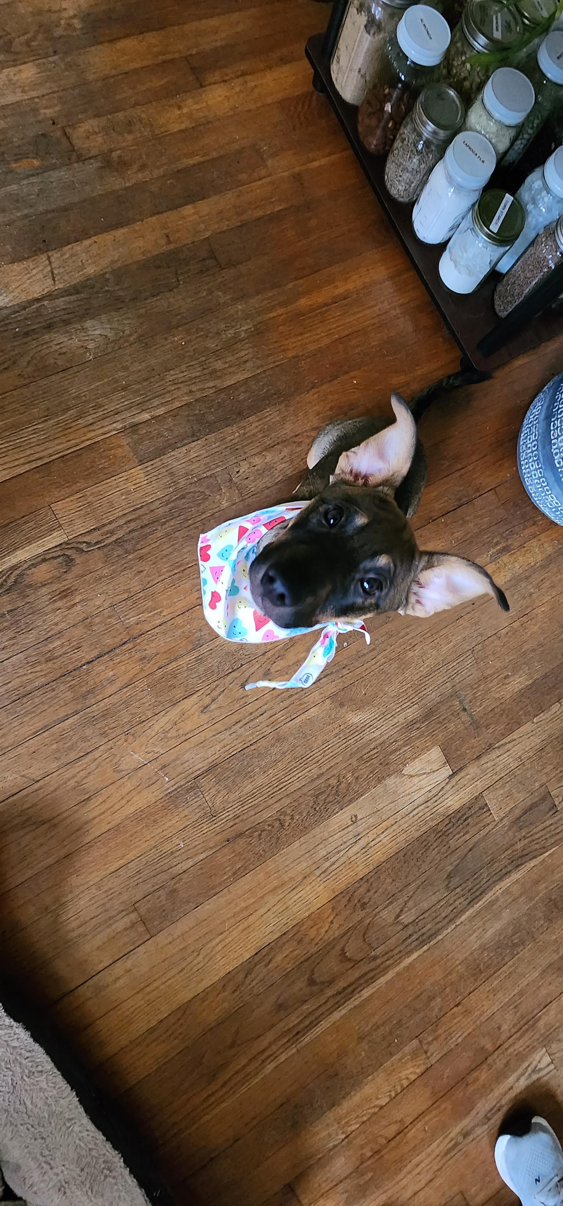 Our new girl - Gemma! | Scrolller