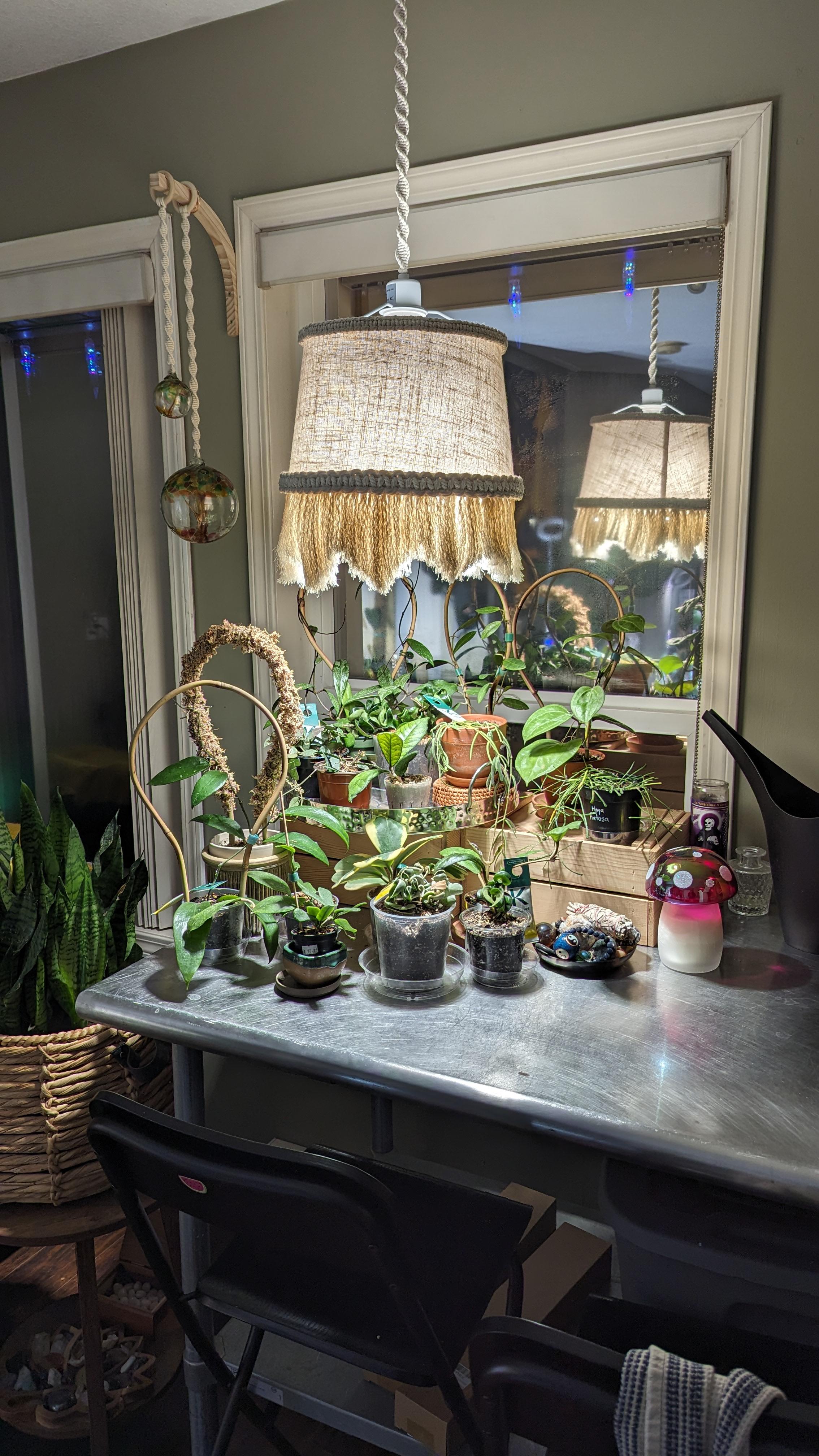 Hoya corner | Scrolller