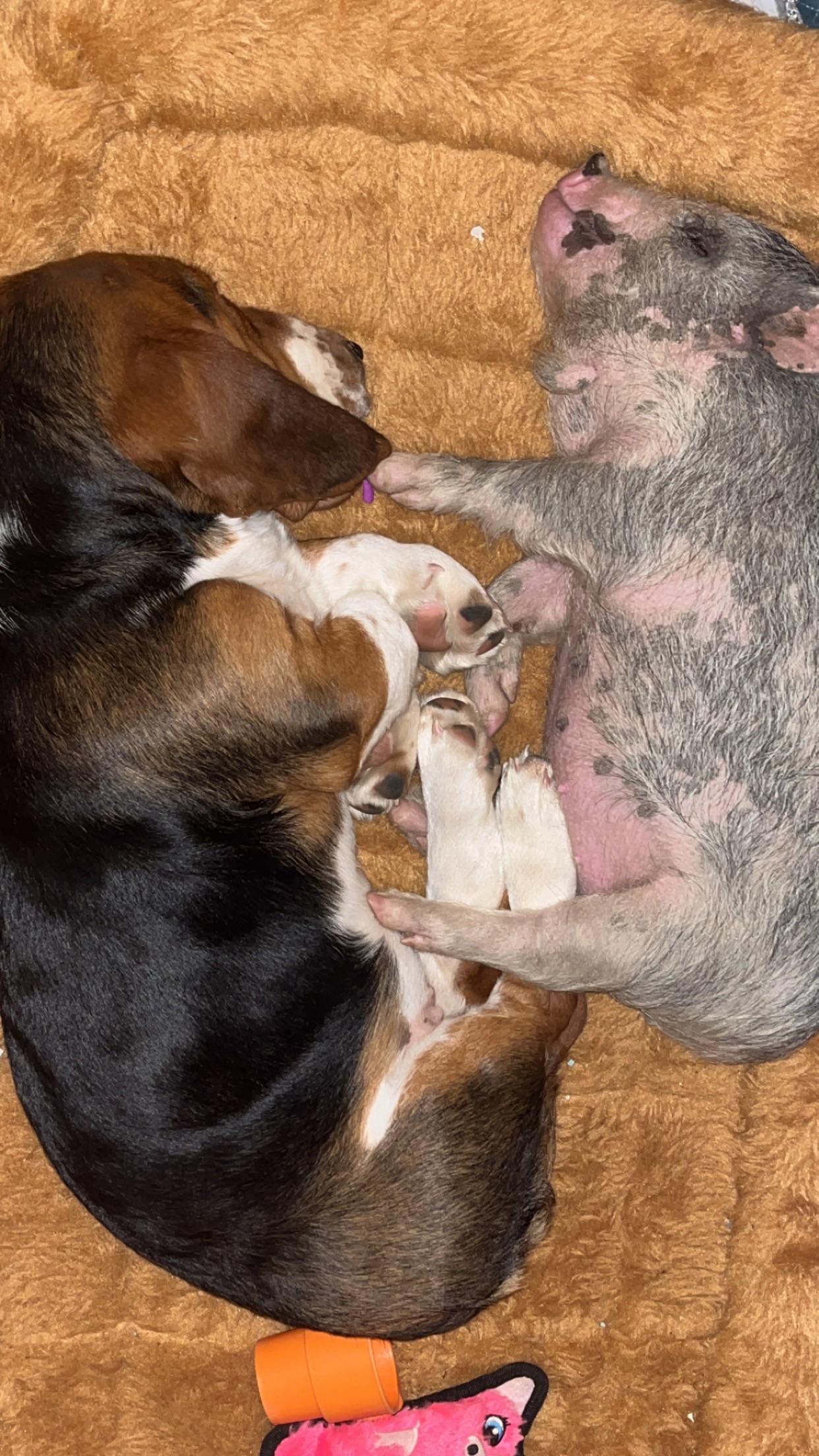 Our Tilly has a best friend of a different species, Peggy Peg | Scrolller