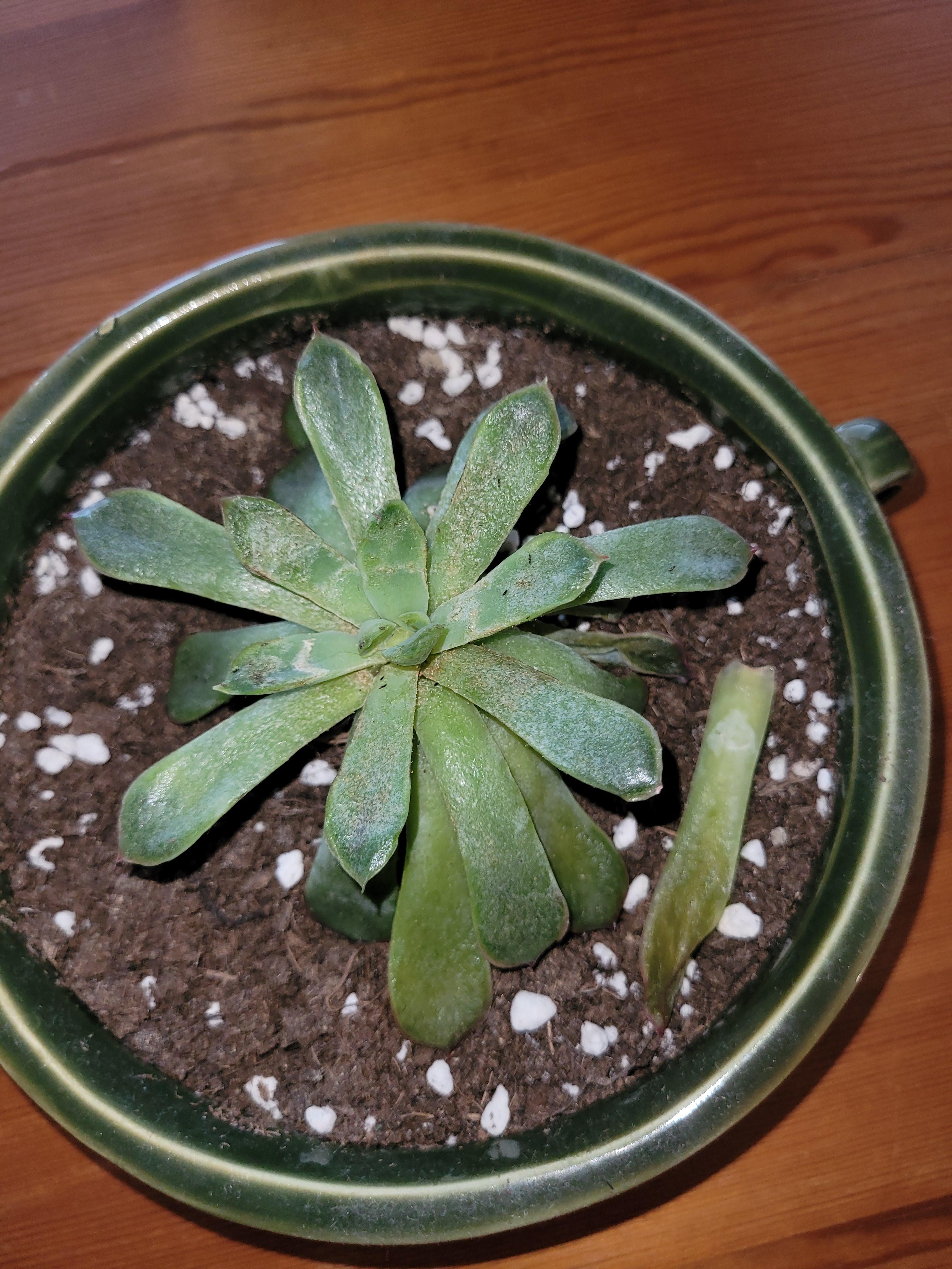 What are those little black bugs on my succulents? 😭 | Scrolller