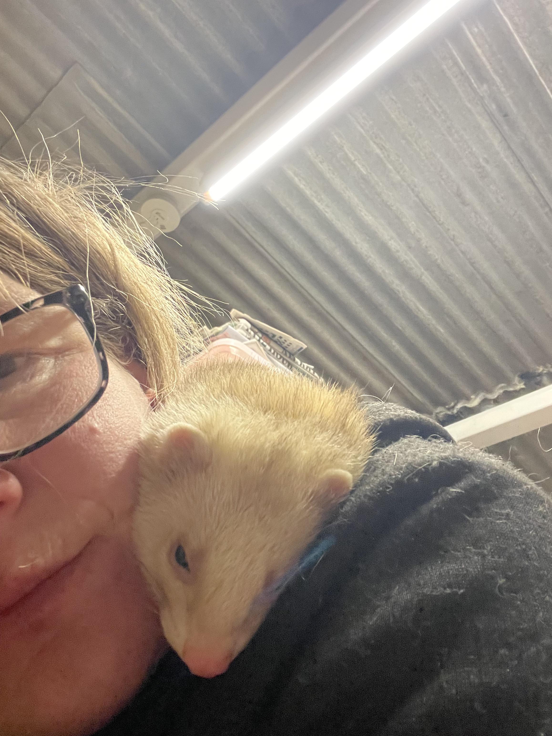 Dormouse in full effect | Scrolller