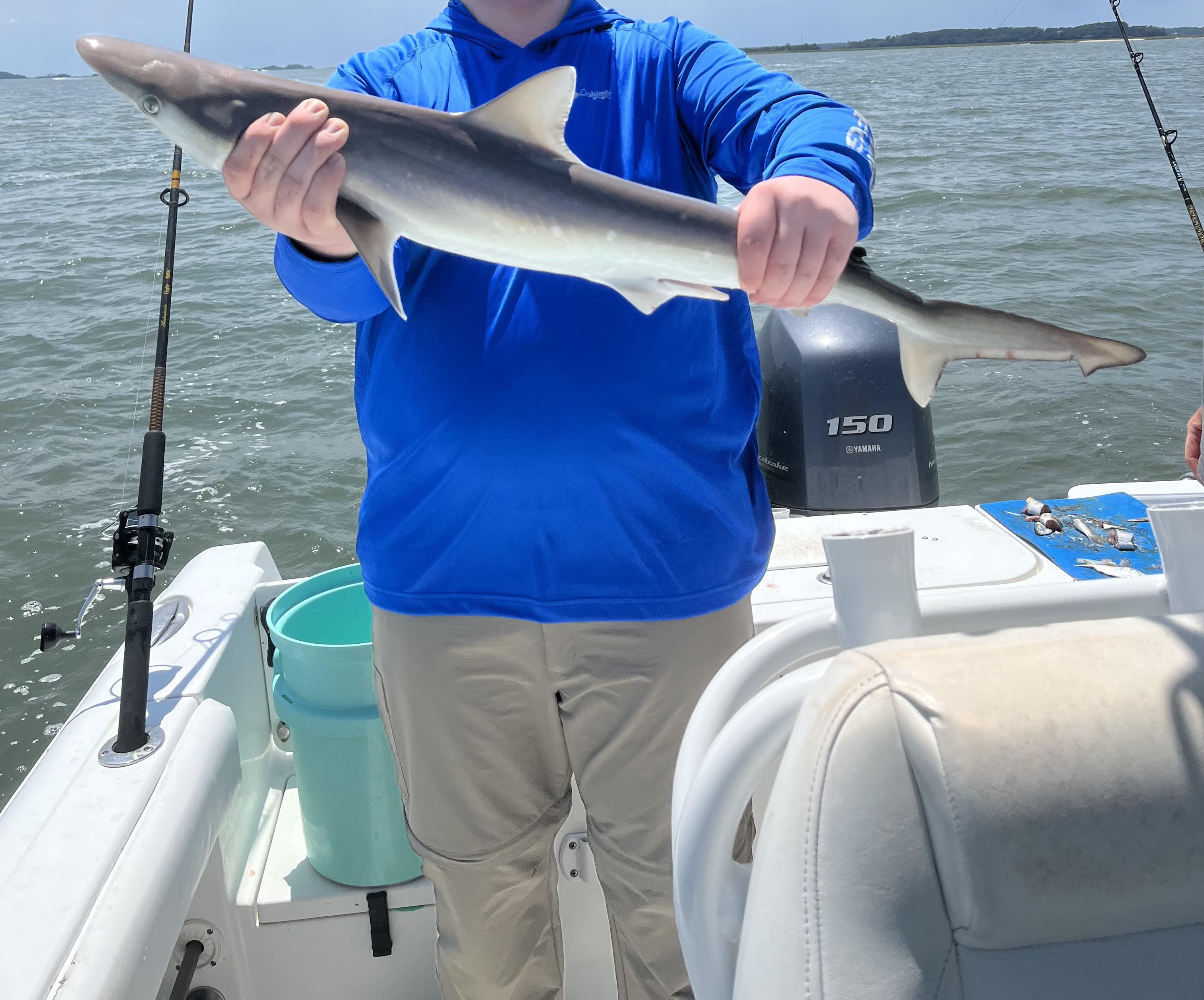 Caught a few sharks today | Scrolller