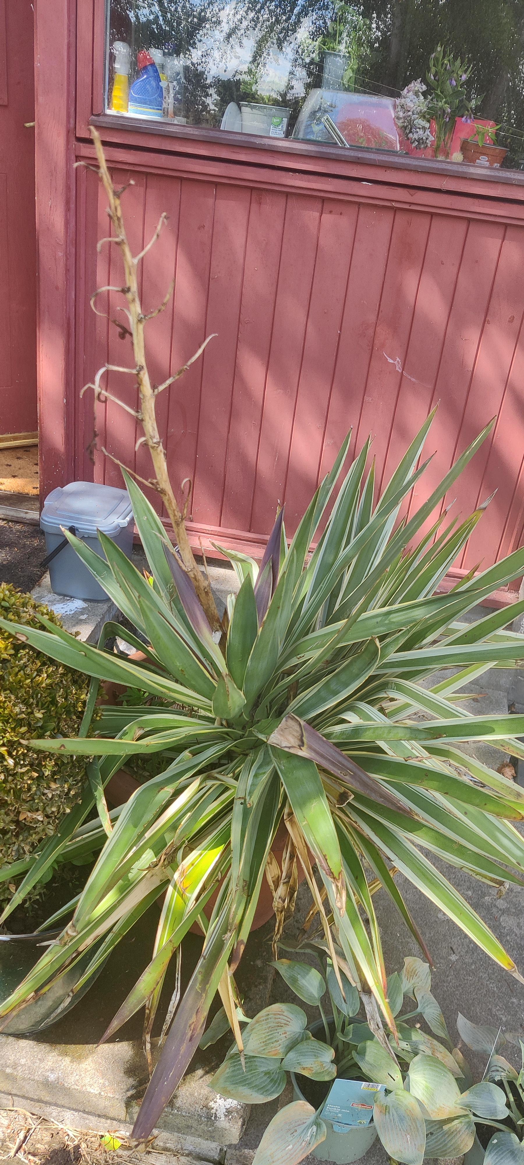 What is this plant ? | Scrolller