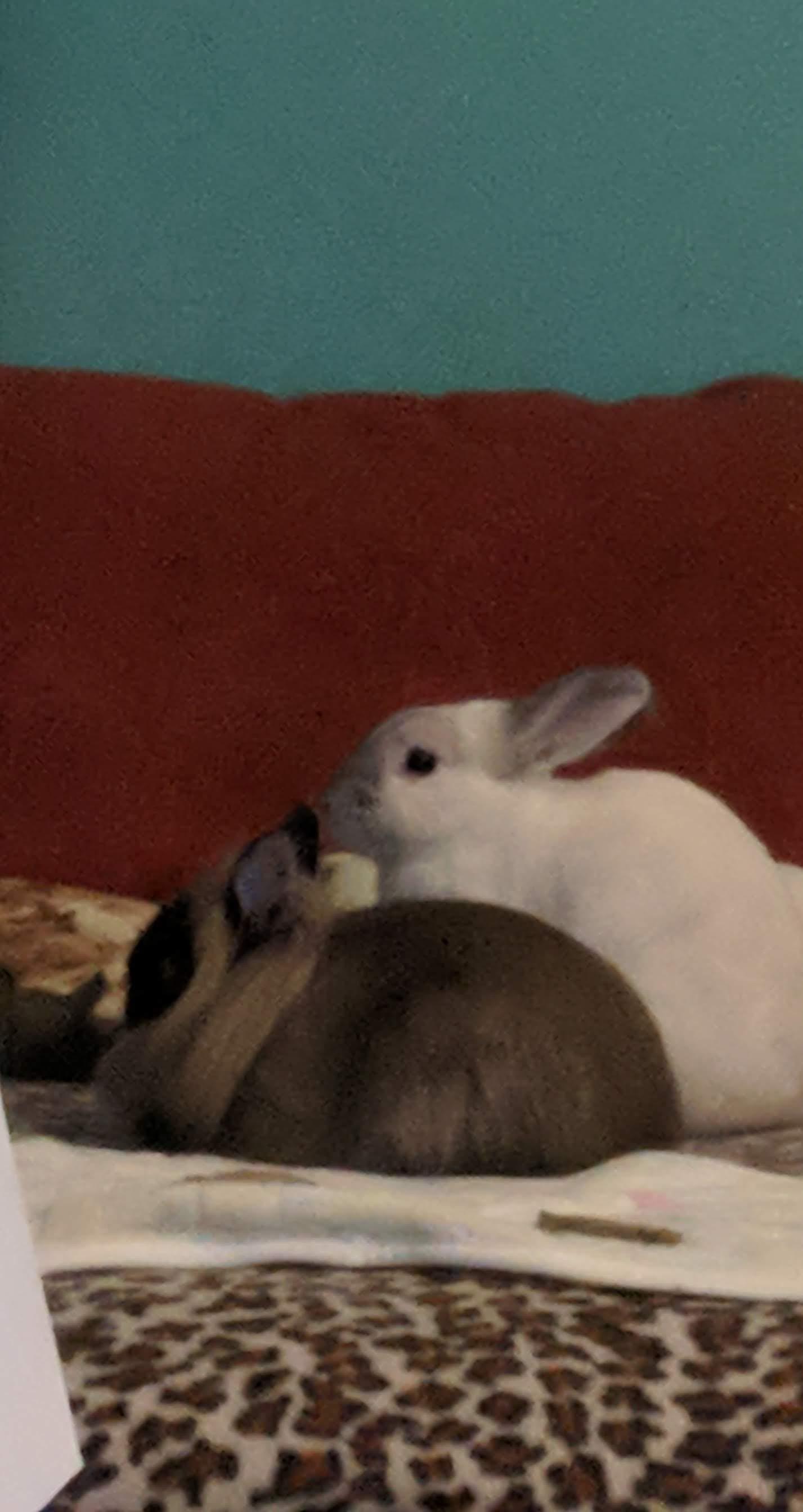 Sudden death of bonded partner- Help | Scrolller