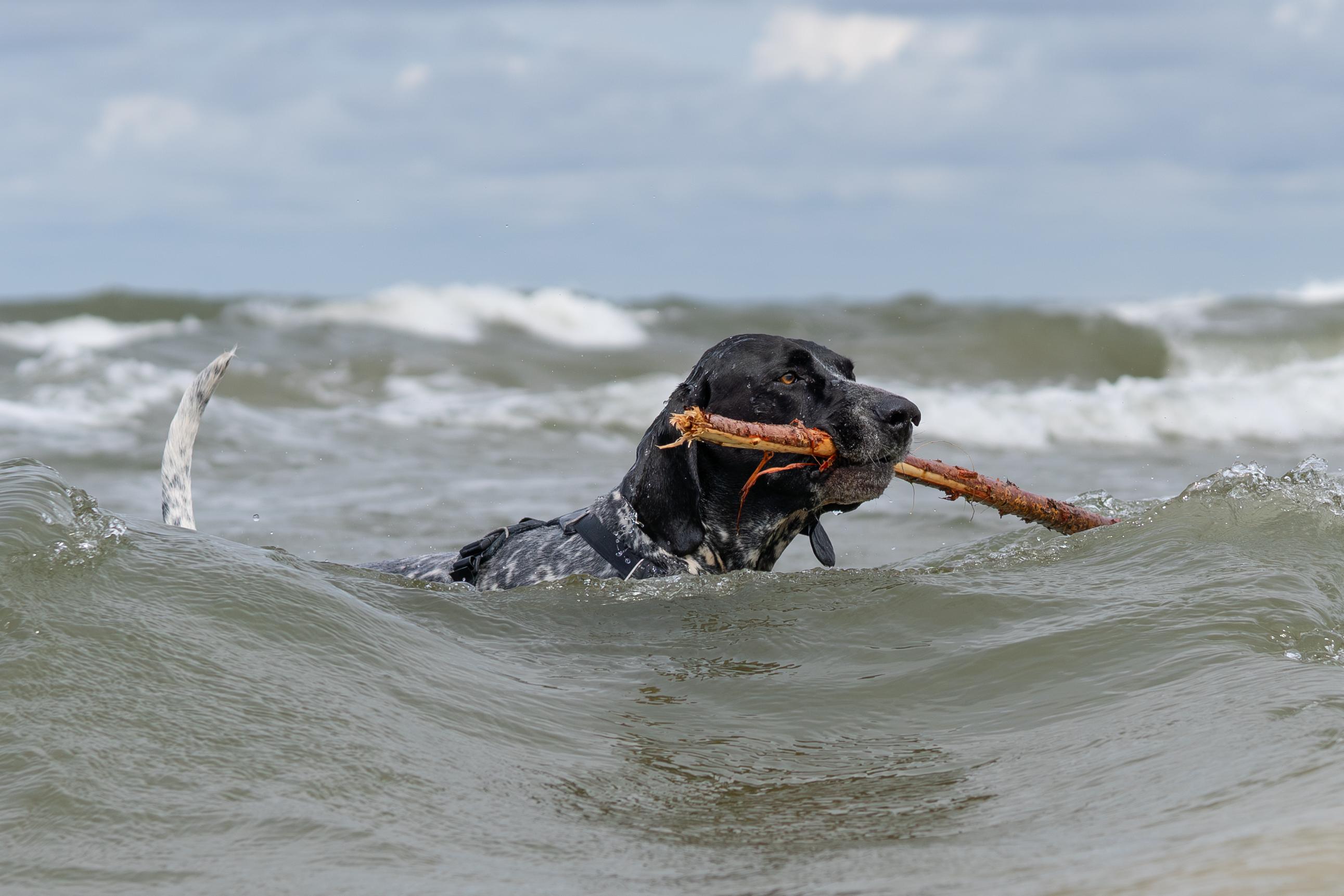 Second day at the beach. First day he was afraid of the waves :). | Scrolller