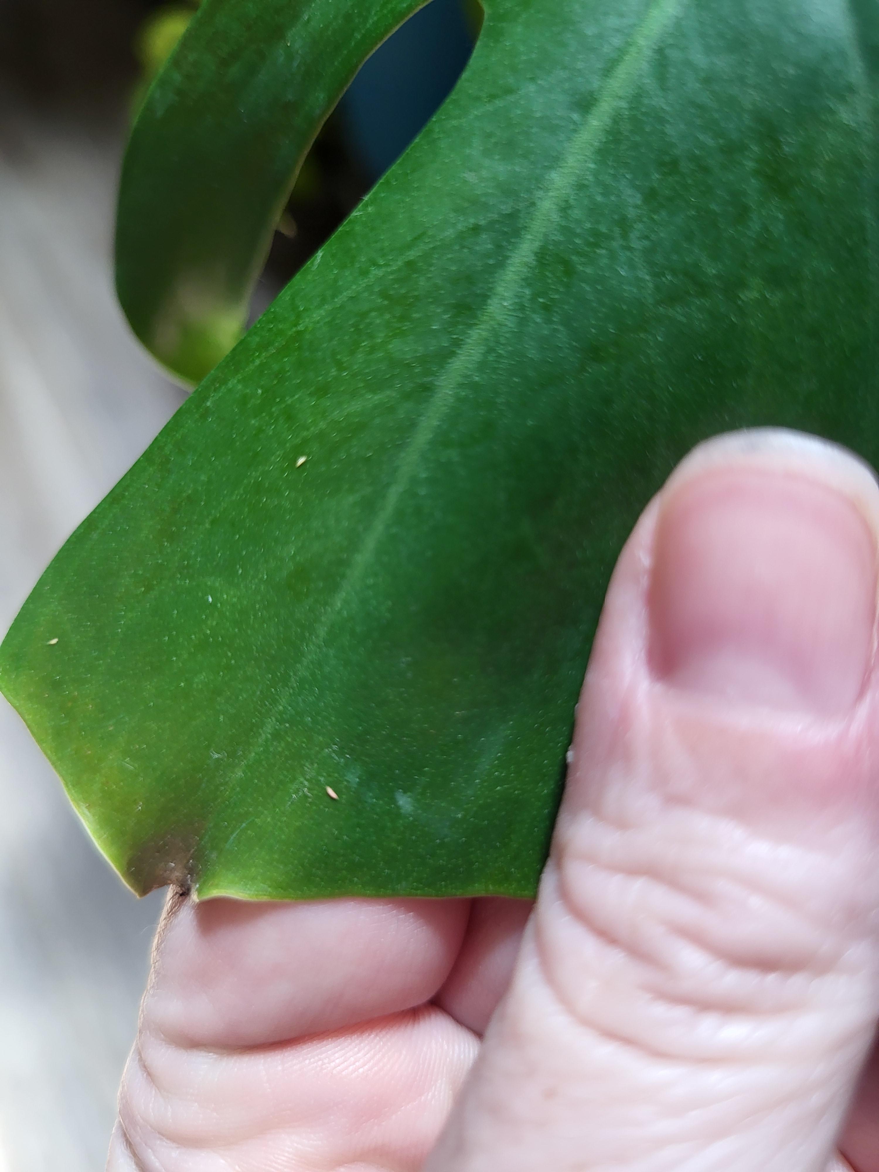 What bus is this on my monstera | Scrolller