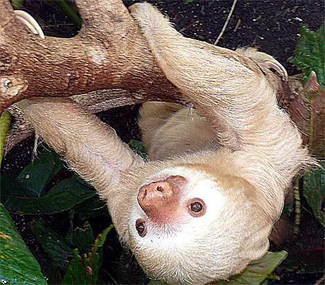Discover more like Aww: Blonde sloths are so cute and Related Content ...