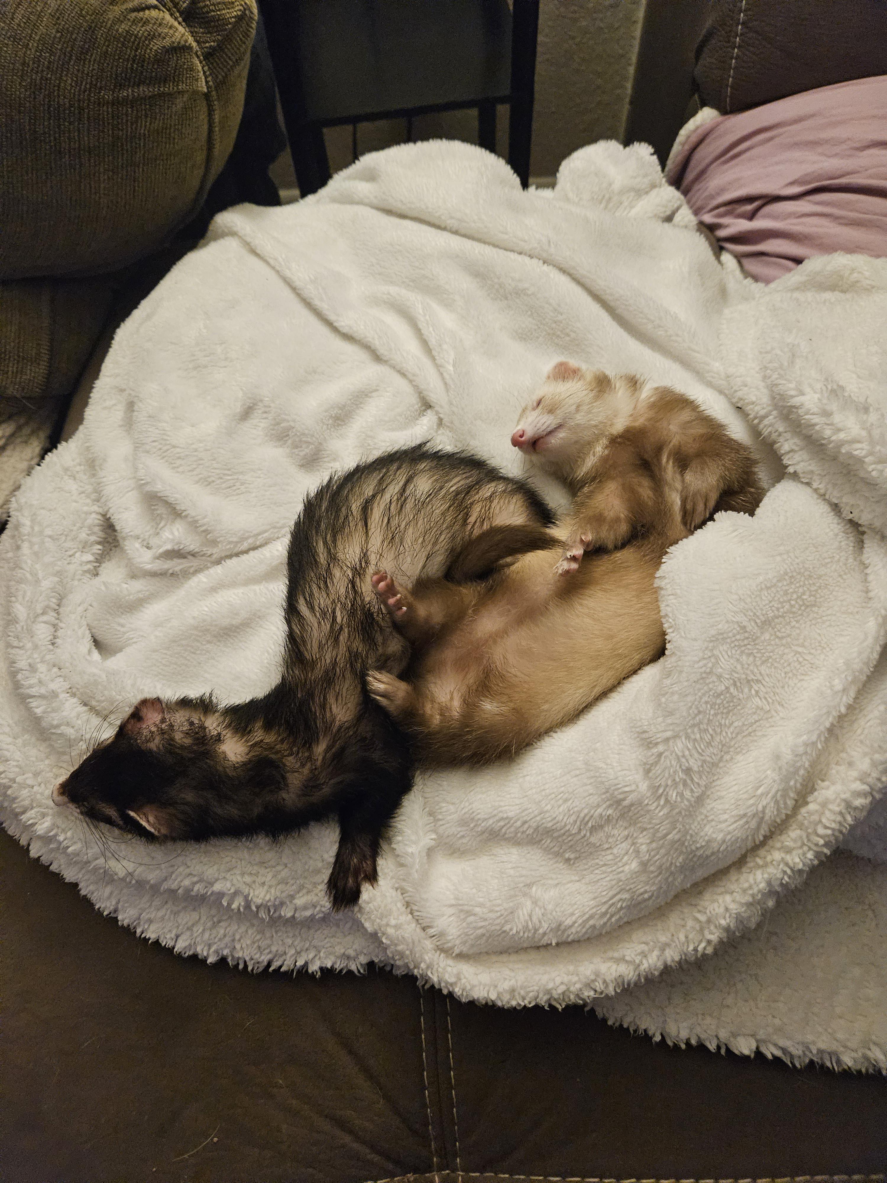 Best Friends 💚 (Kaylee and Kovu) | Scrolller