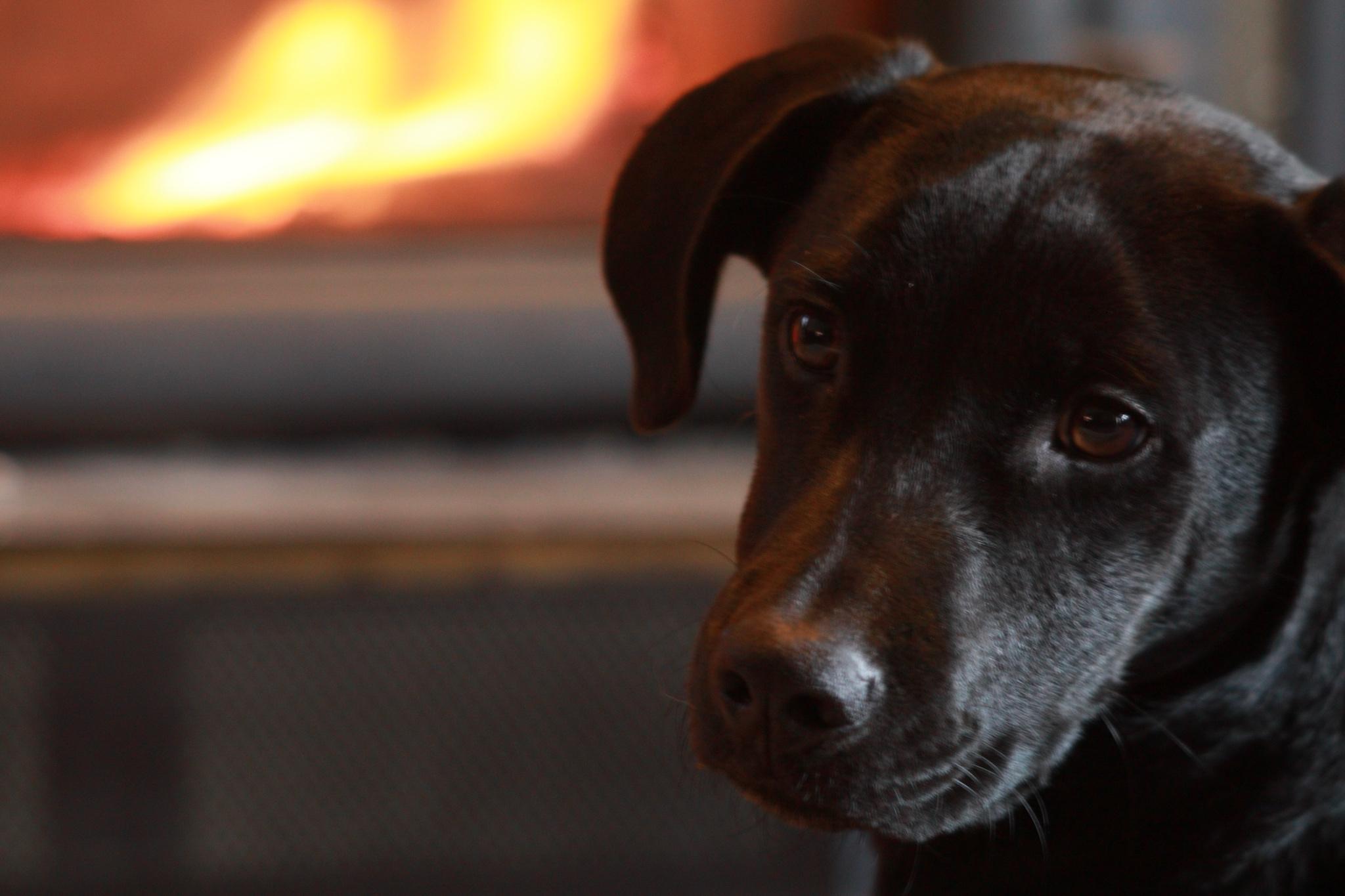 My Brothers New Dogs | Scrolller