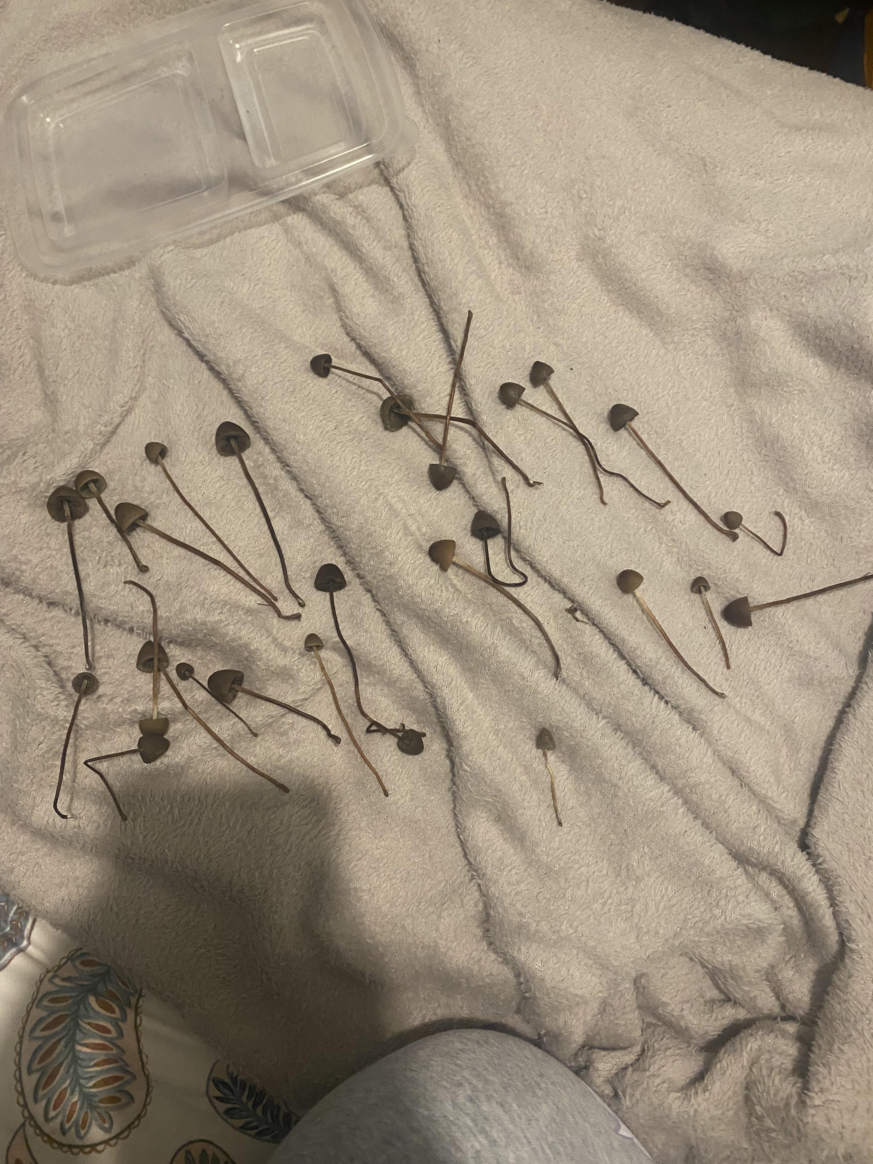 Lib caps? | Scrolller