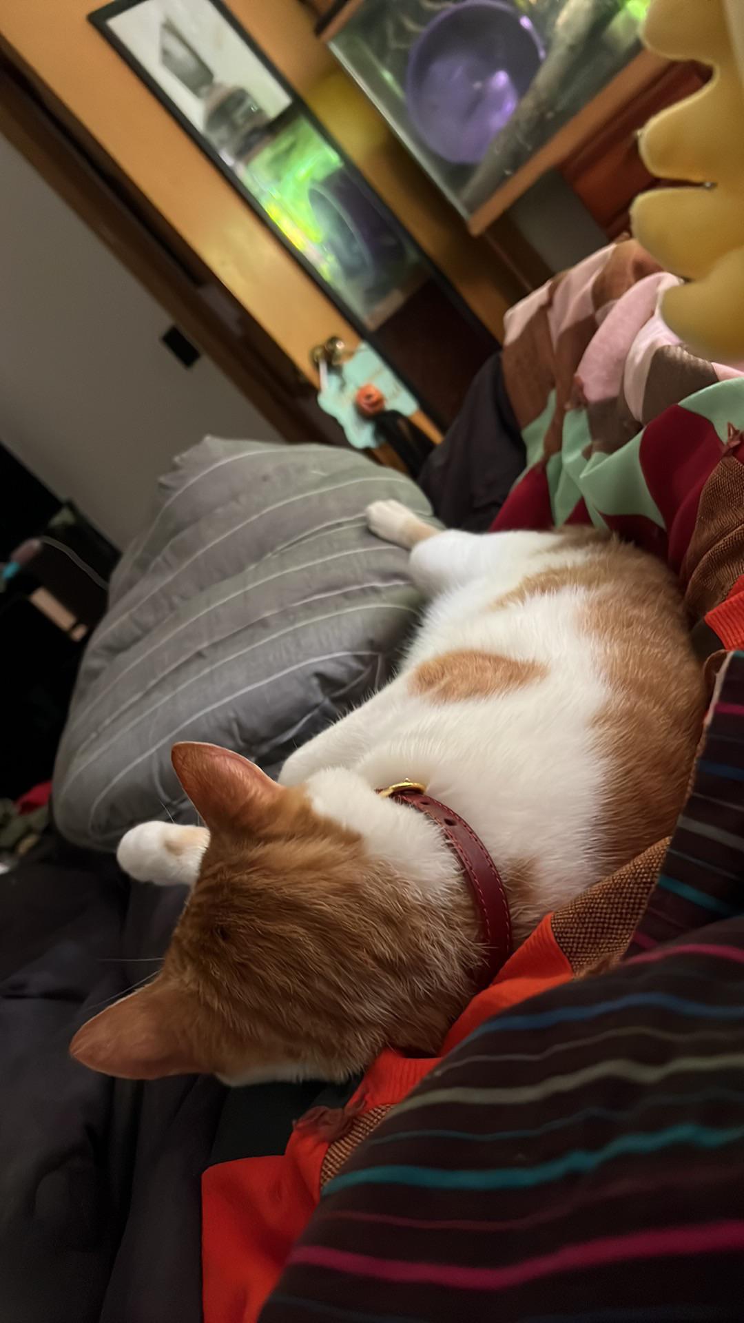 Extra snuggles from the little man! | Scrolller