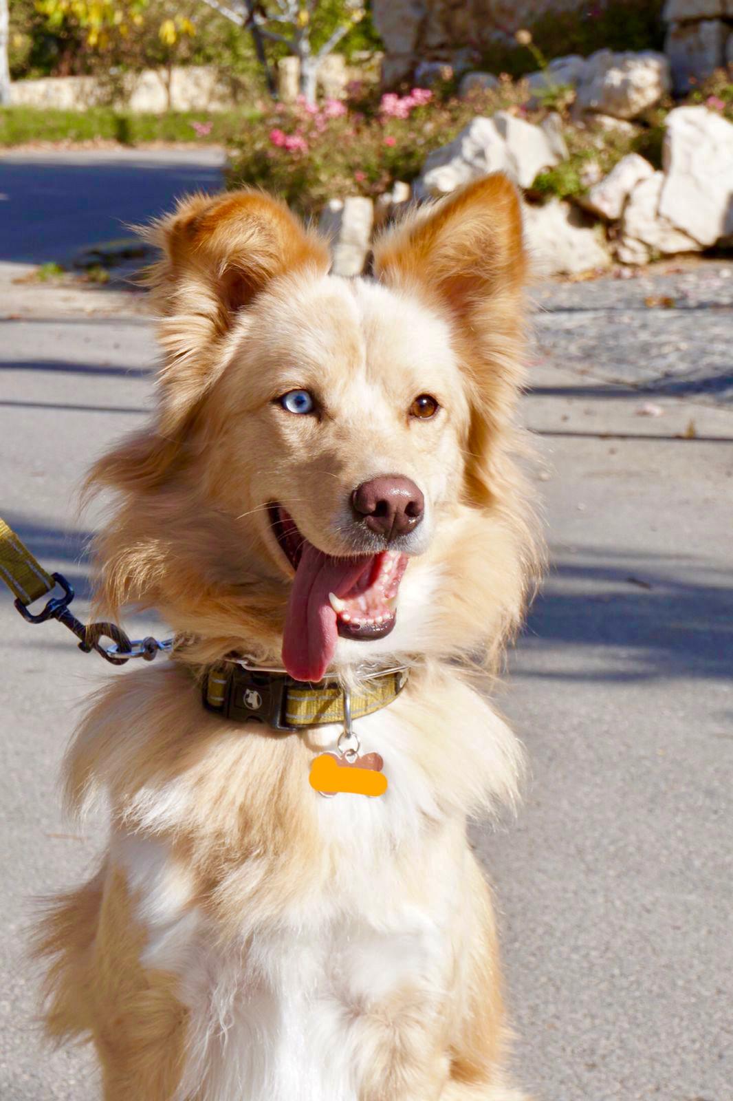 Besides husky, what is my handsome son? | Scrolller