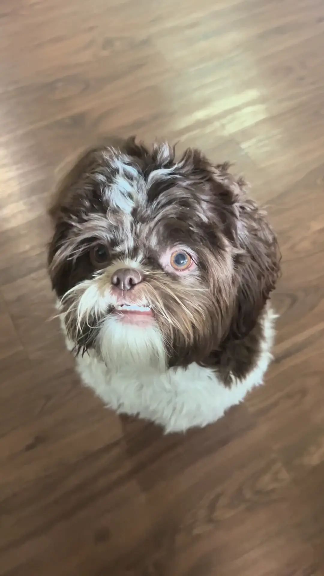 Pablo wants his treat | Scrolller