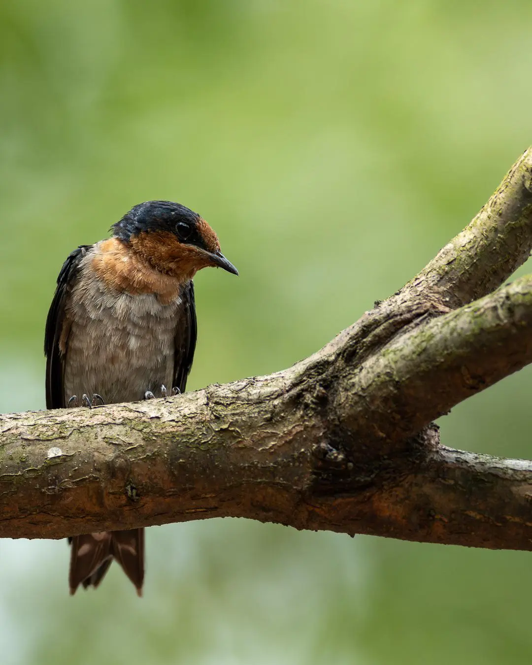 Pacific Swallow | Scrolller