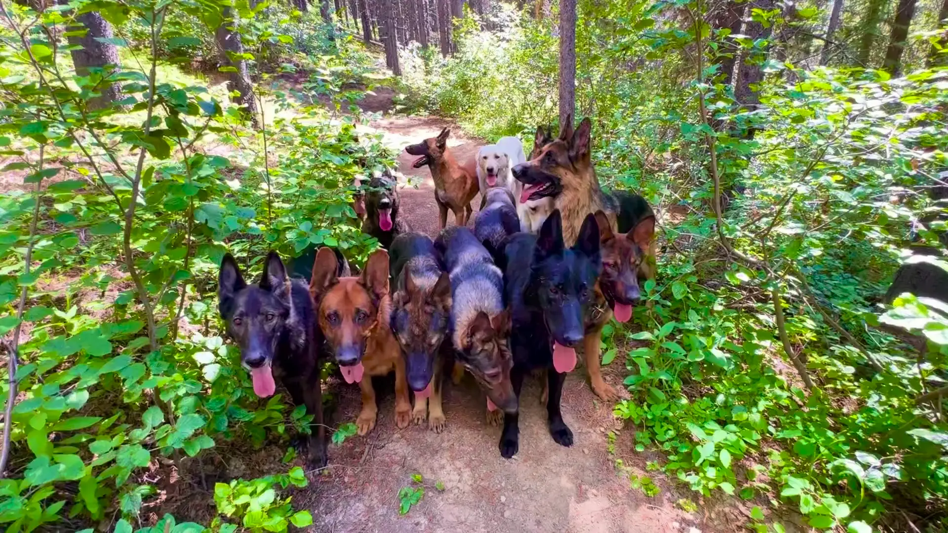 Pack Heel Practice | Scrolller