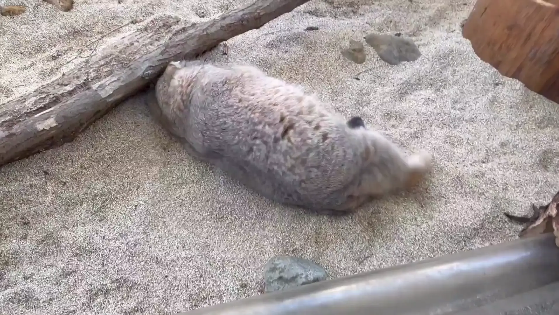 Pallas Cat sand bathing | Scrolller