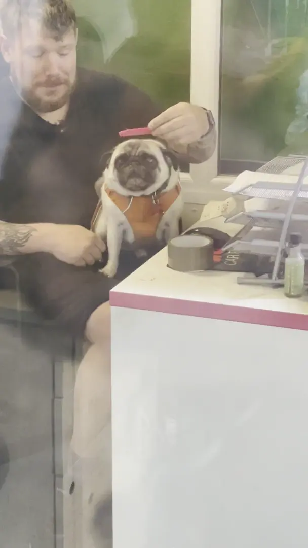 Pampered parlsey pug | Scrolller